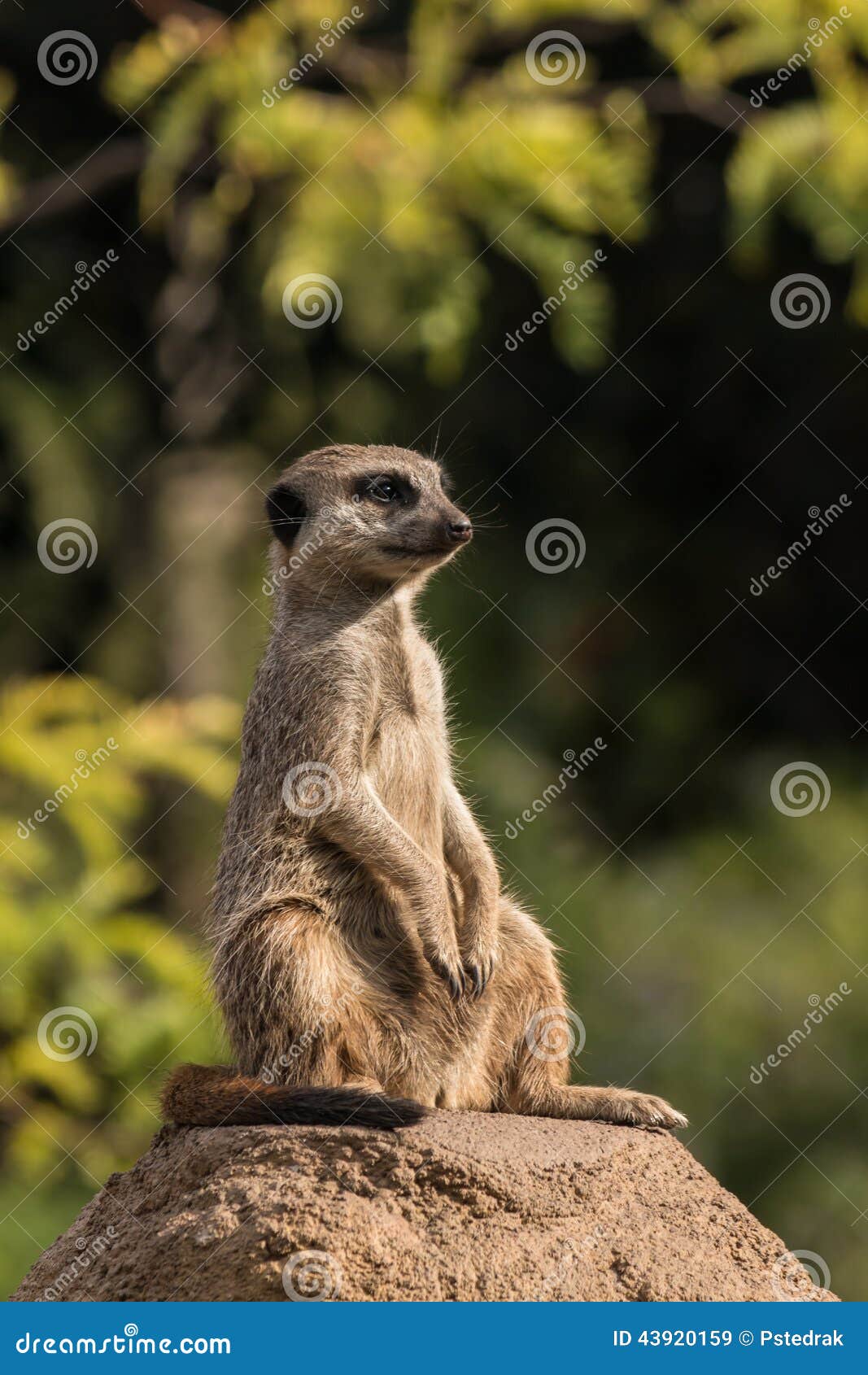 Meerkat on guard stock image. Image of adorable, safari - 43920159
