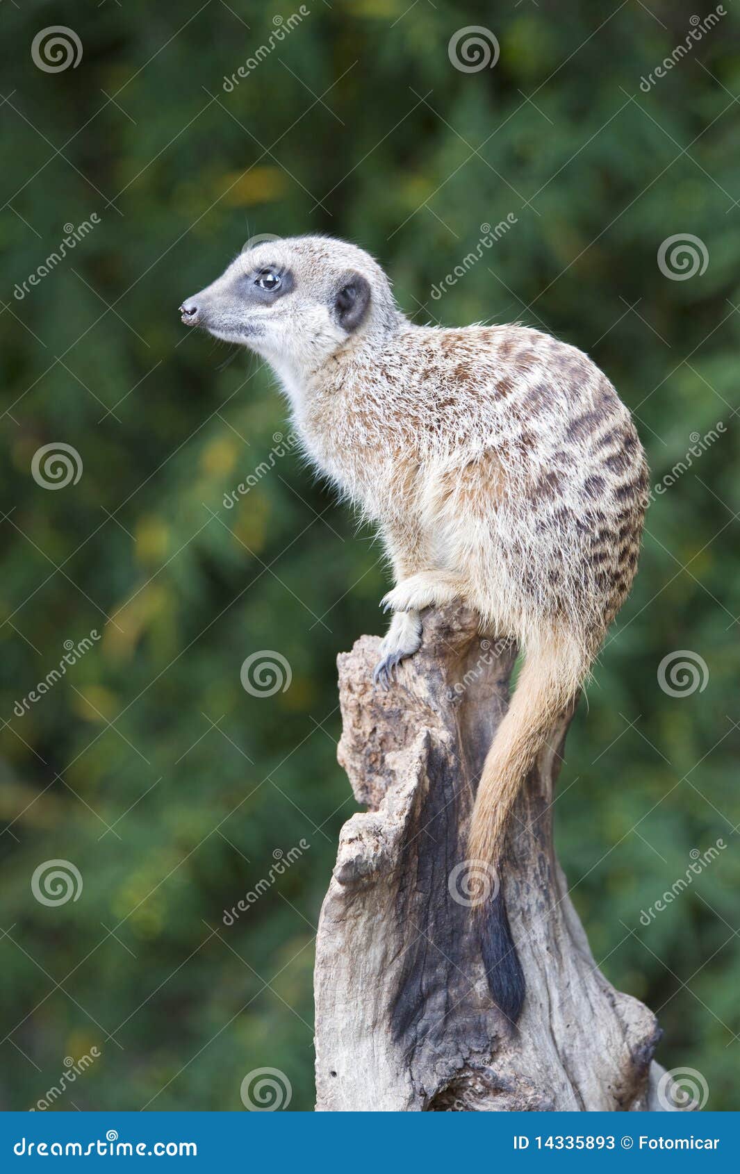 Meerkat on guard duty stock image. Image of tail, critter - 14335893