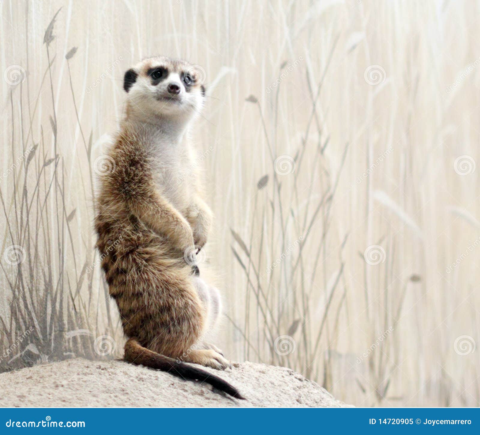 Meerkat on Guard Duty stock image. Image of furry, wildlife - 14720905