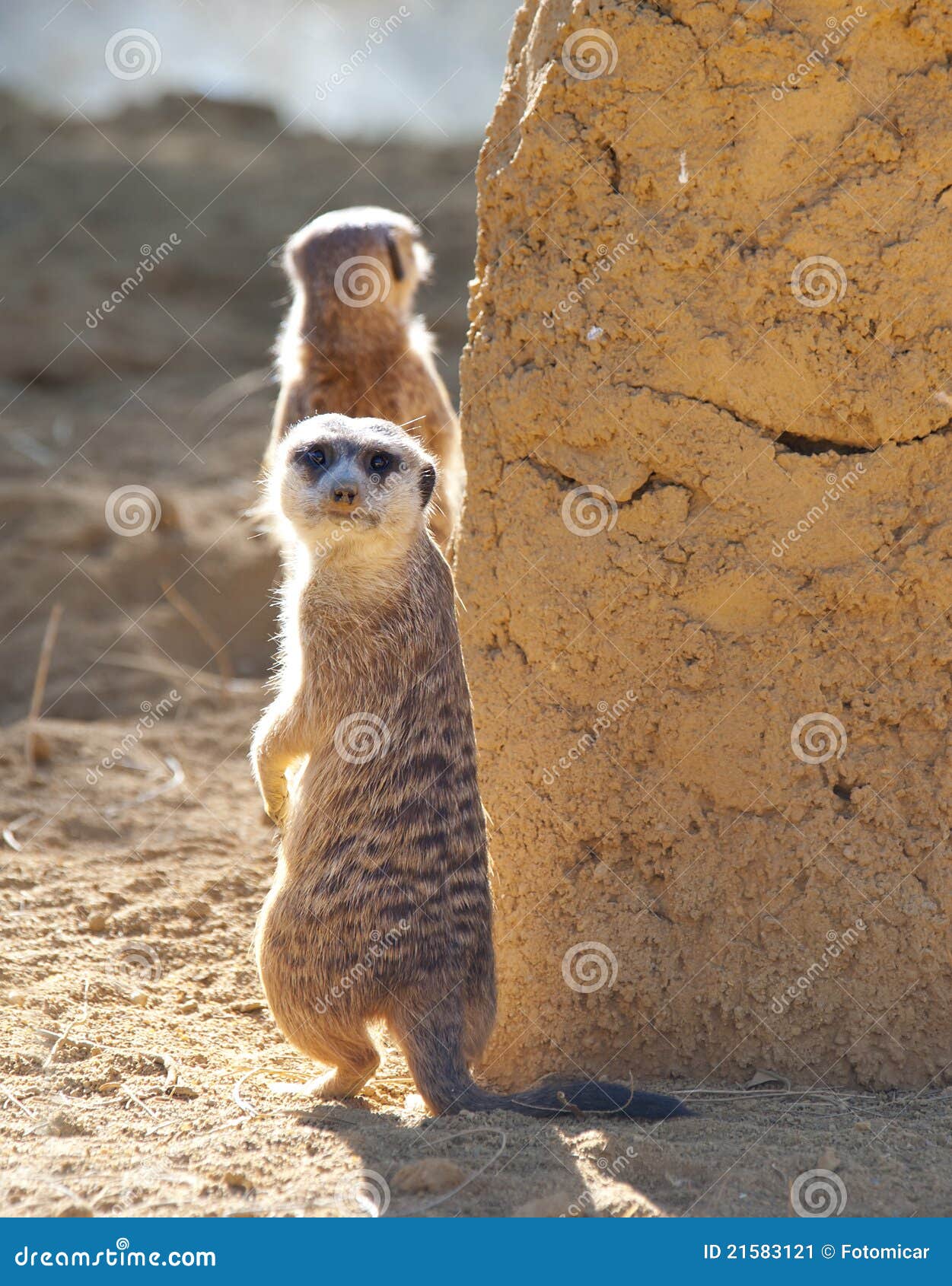 Meerkat on Guard duty stock image. Image of small, claws - 21583121