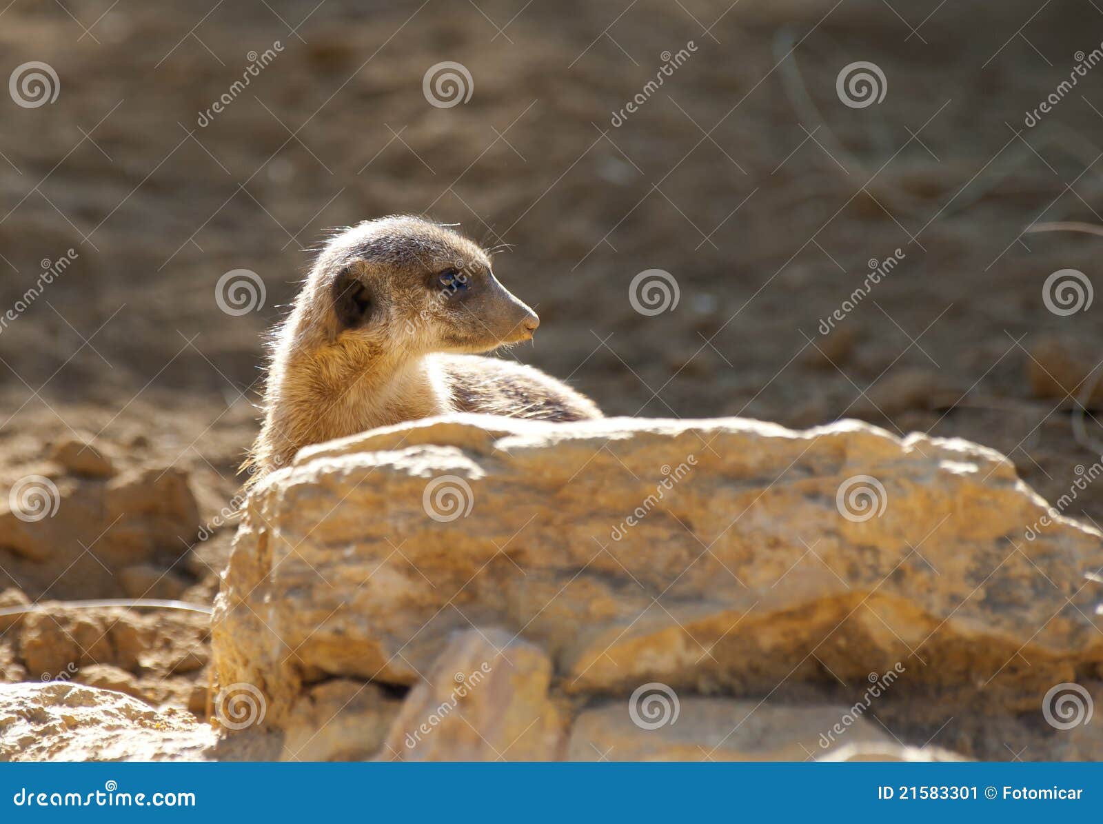 Meerkat on Guard duty stock image. Image of claws, playful - 21583301