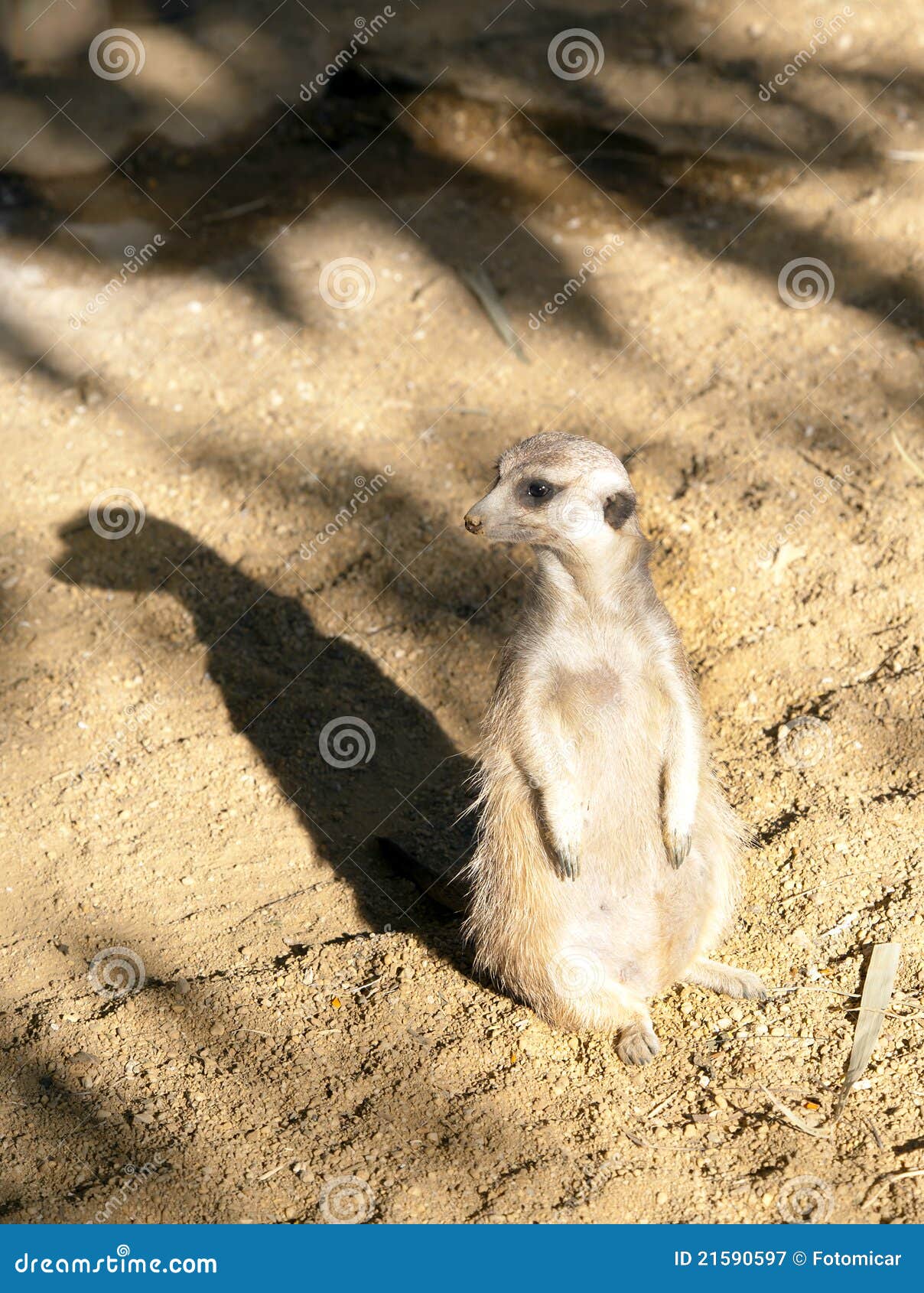 Meerkat on Guard duty stock image. Image of family, meerkat - 21590597