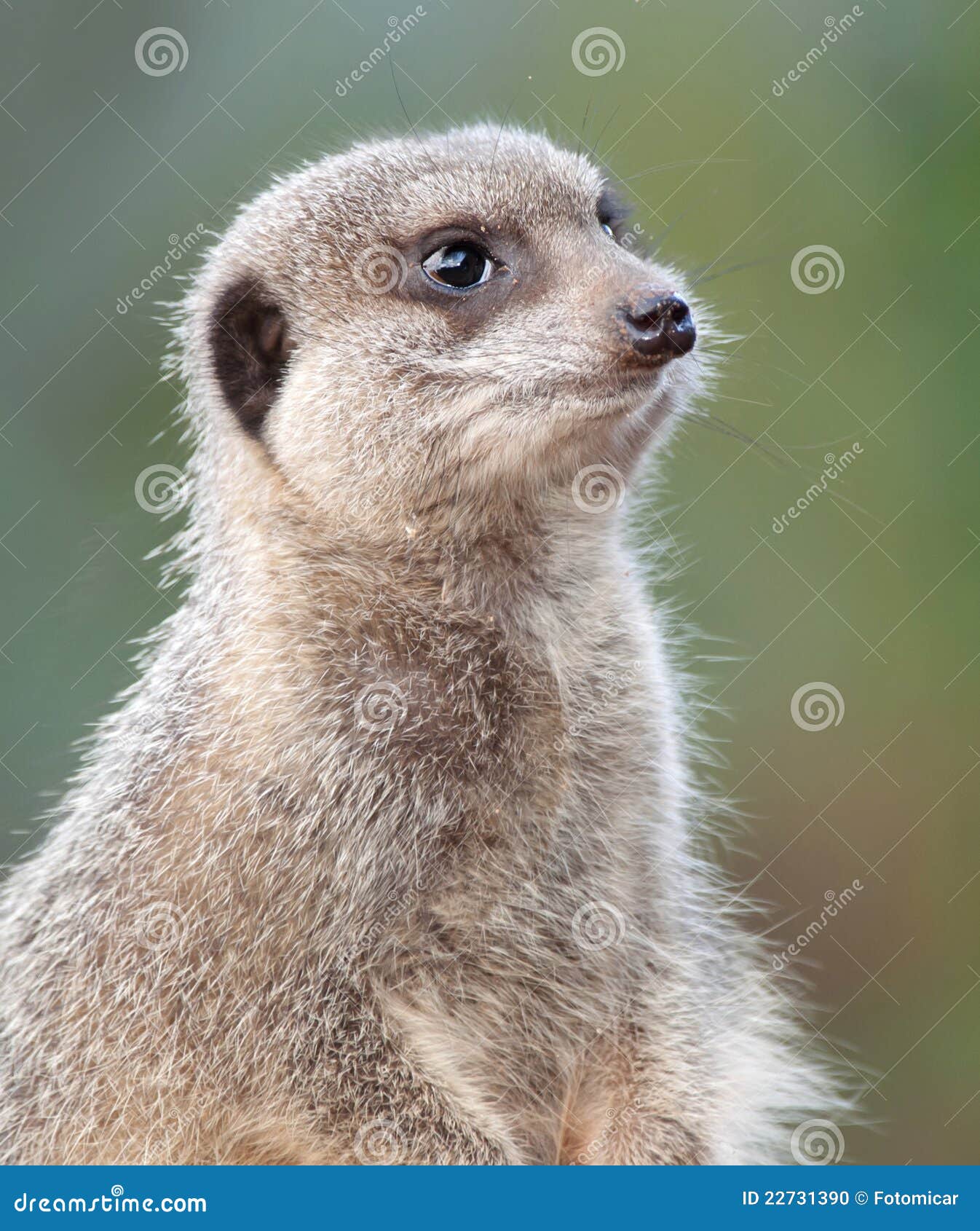 Meerkat on Guard duty stock photo. Image of space, alert - 22731390
