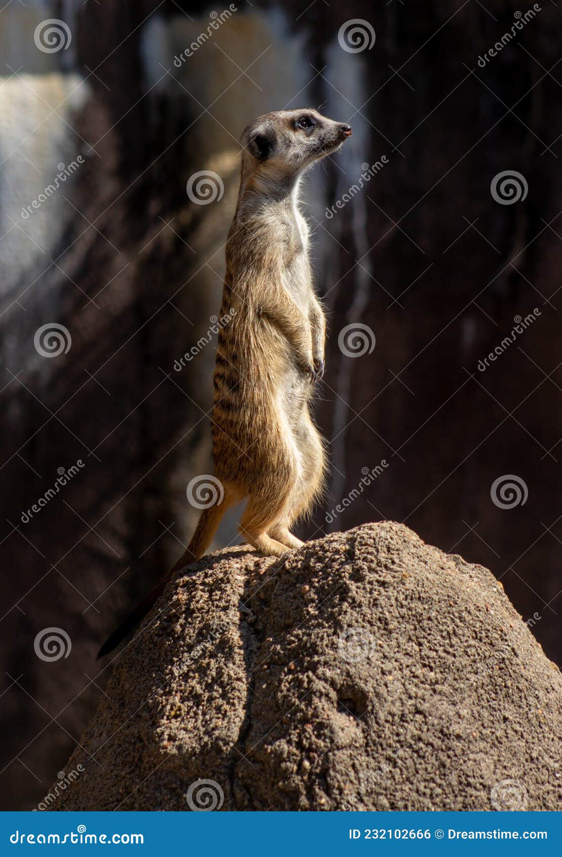 Meerkat on guard duty stock photo. Image of africa, animals - 232102666