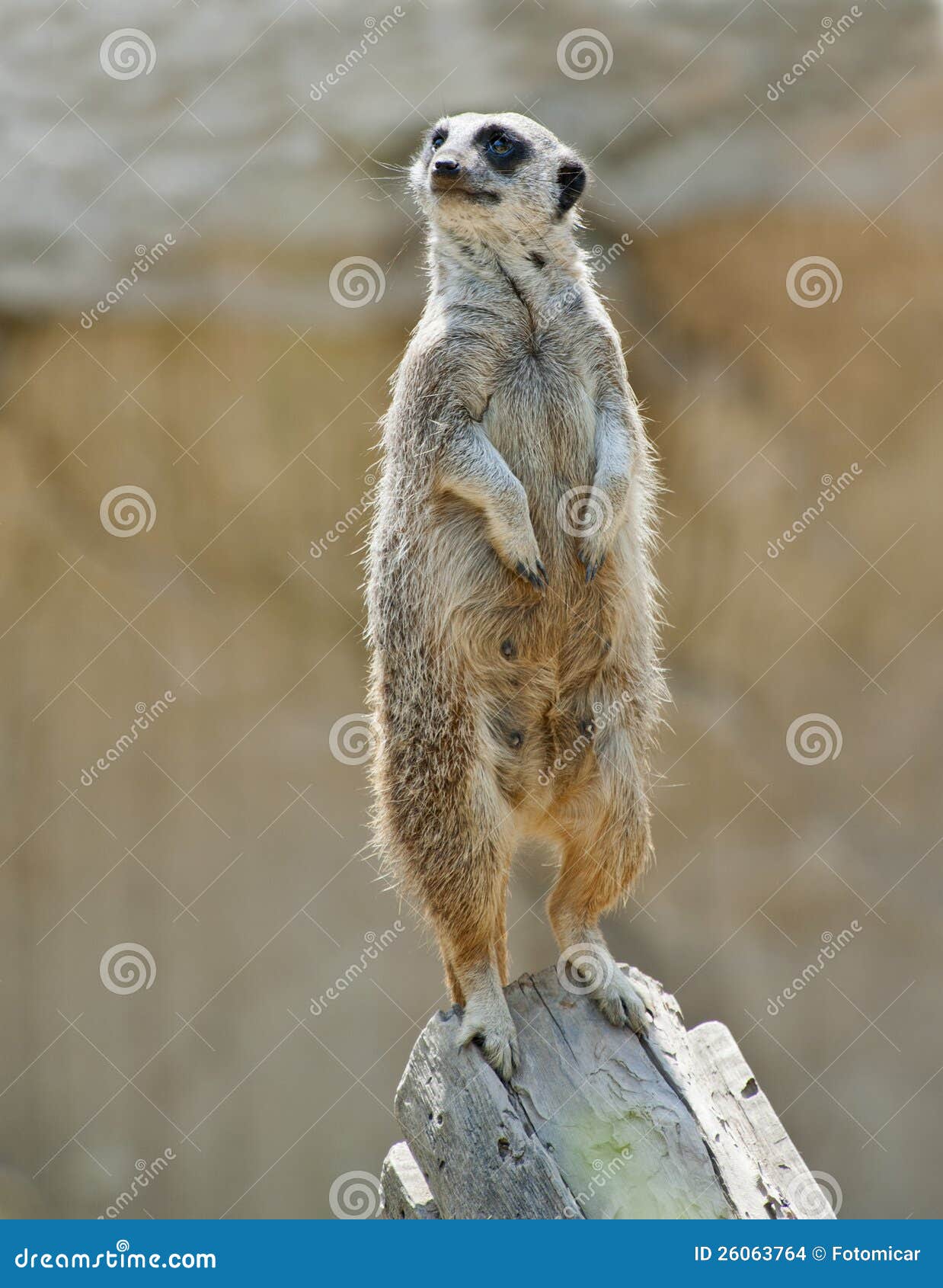 Meerkat on Guard duty stock photo. Image of cute, guard - 26063764