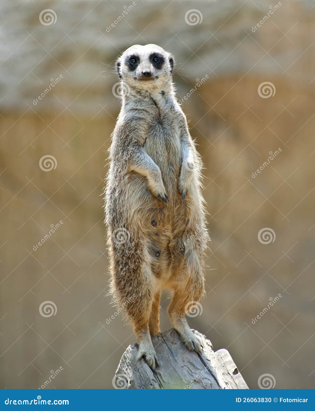 Meerkat on Guard duty stock photo. Image of critter, tail - 26063830