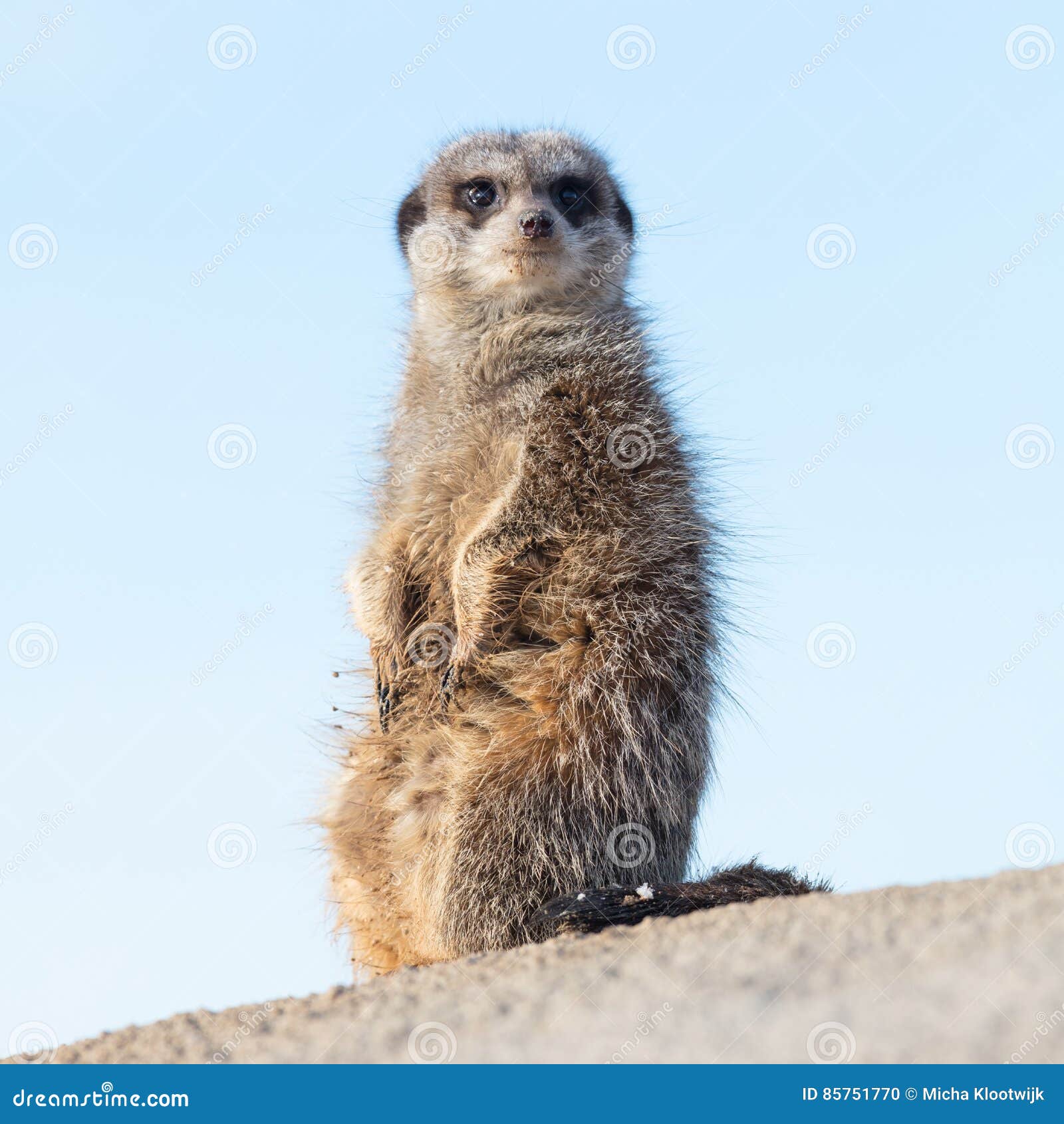 Meerkat on guard duty stock photo. Image of meercat, suricatta - 85751770