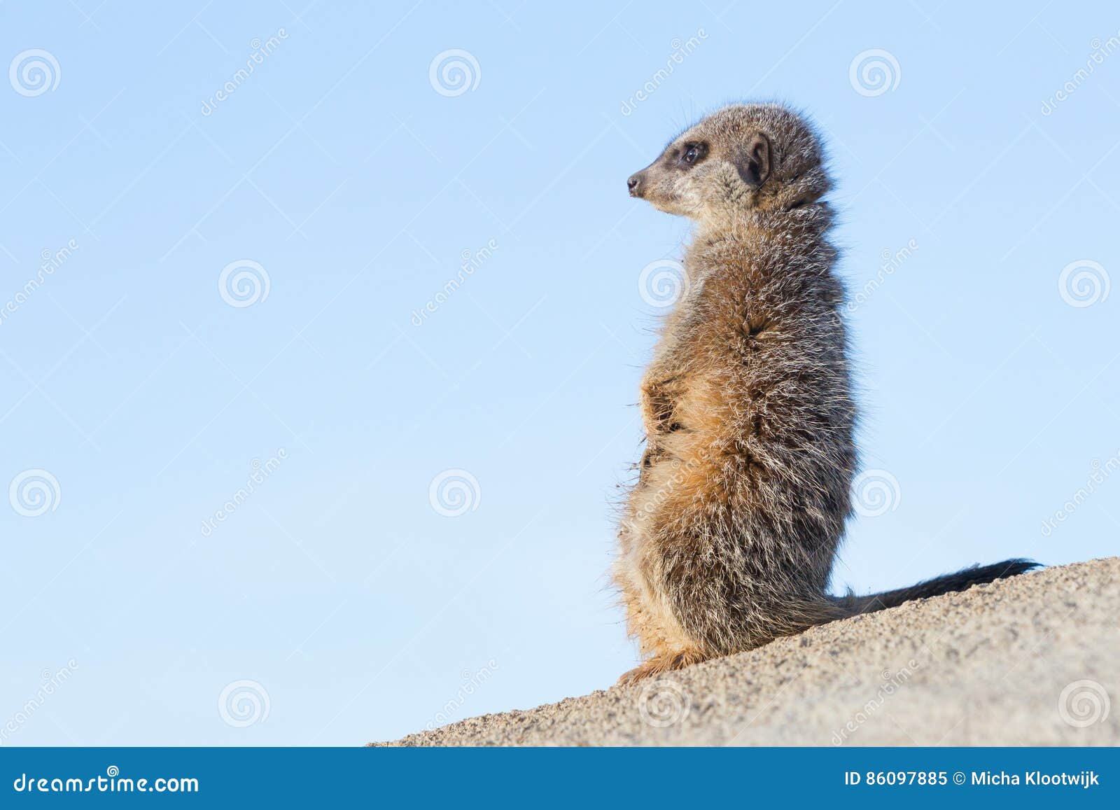 Meerkat on guard duty stock image. Image of meercat, furry - 86097885