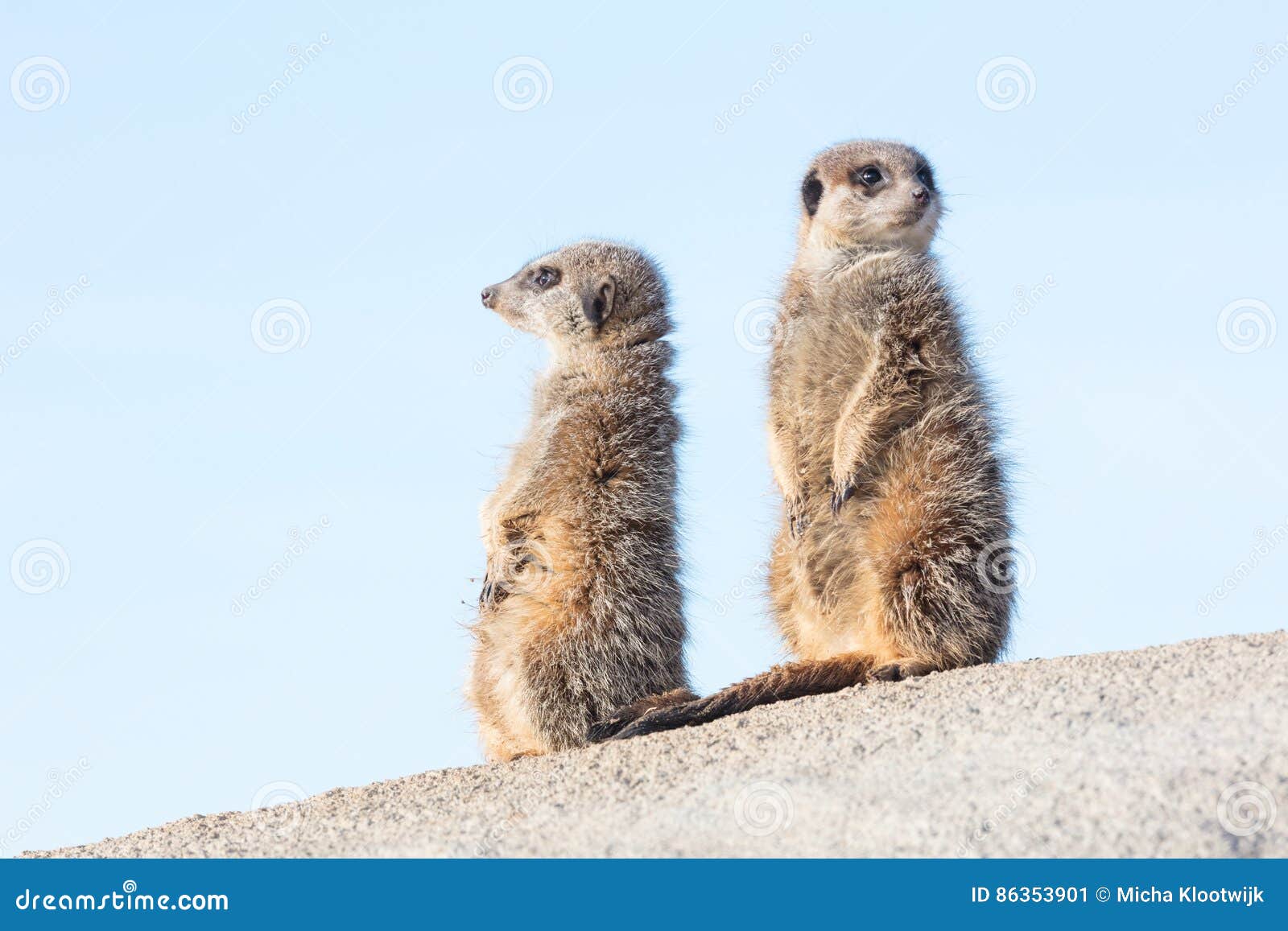 Meerkat on guard duty stock image. Image of meerkat, animal - 86353901