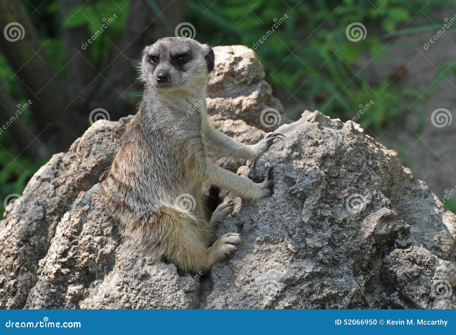 Meerkat on Guard stock photo. Image of compatible, perfect - 52066950