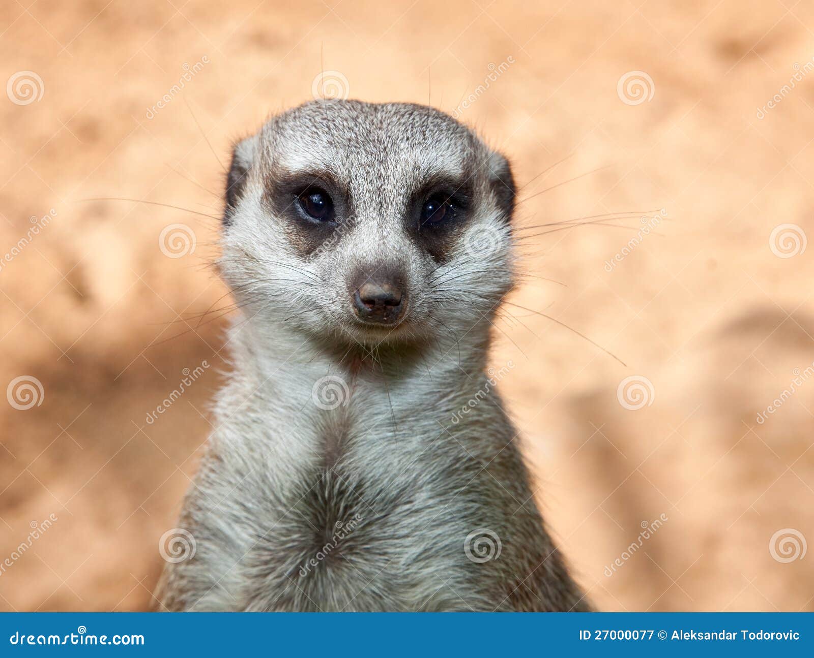Meerkat on guard, portrait stock image. Image of creature - 27000077