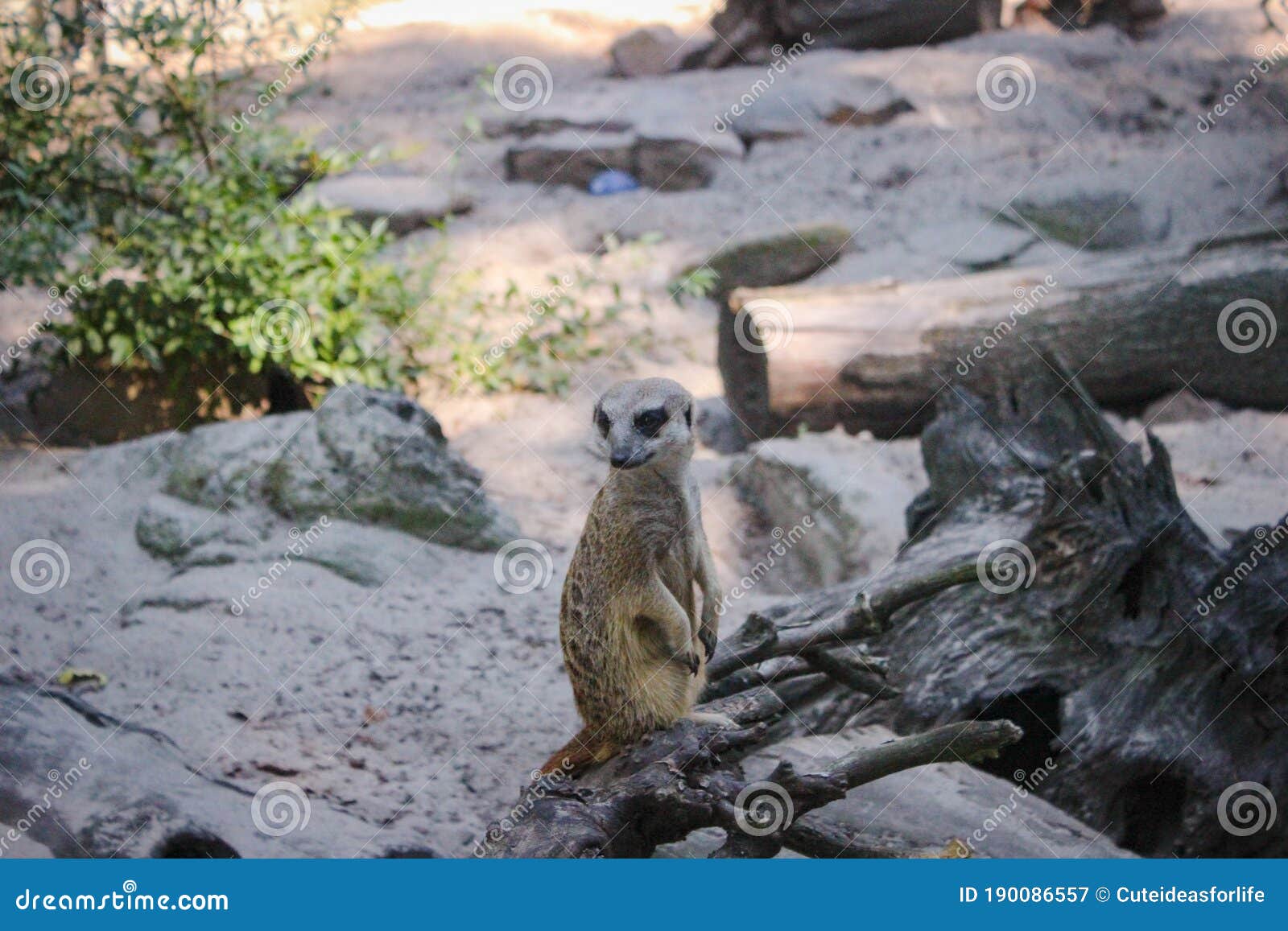 Meerkat is on Guard. Meerkat Sits on a Dry Tree Branch and Observes the ...