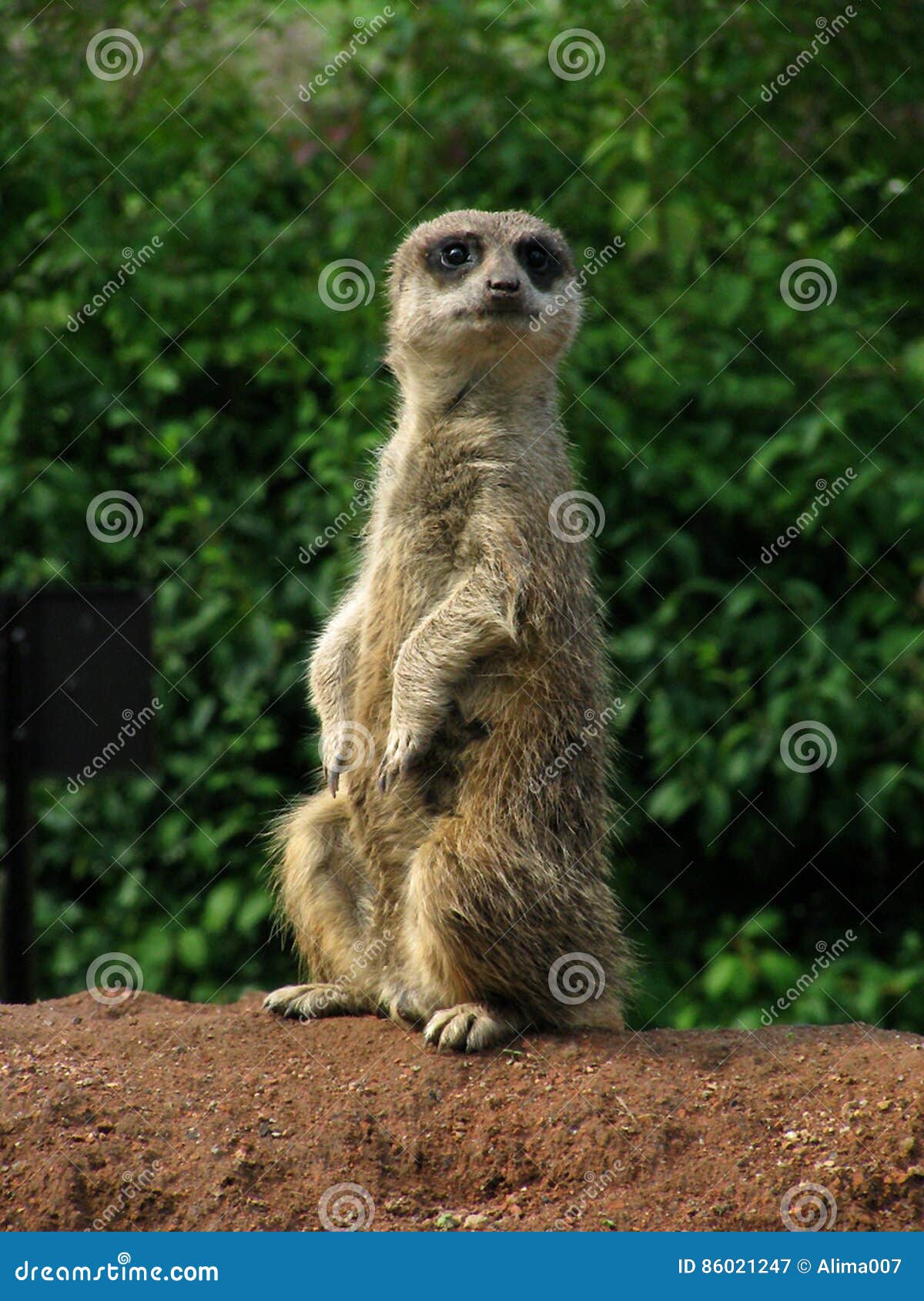 Meerkat on guard stock image. Image of african, brown - 86021247