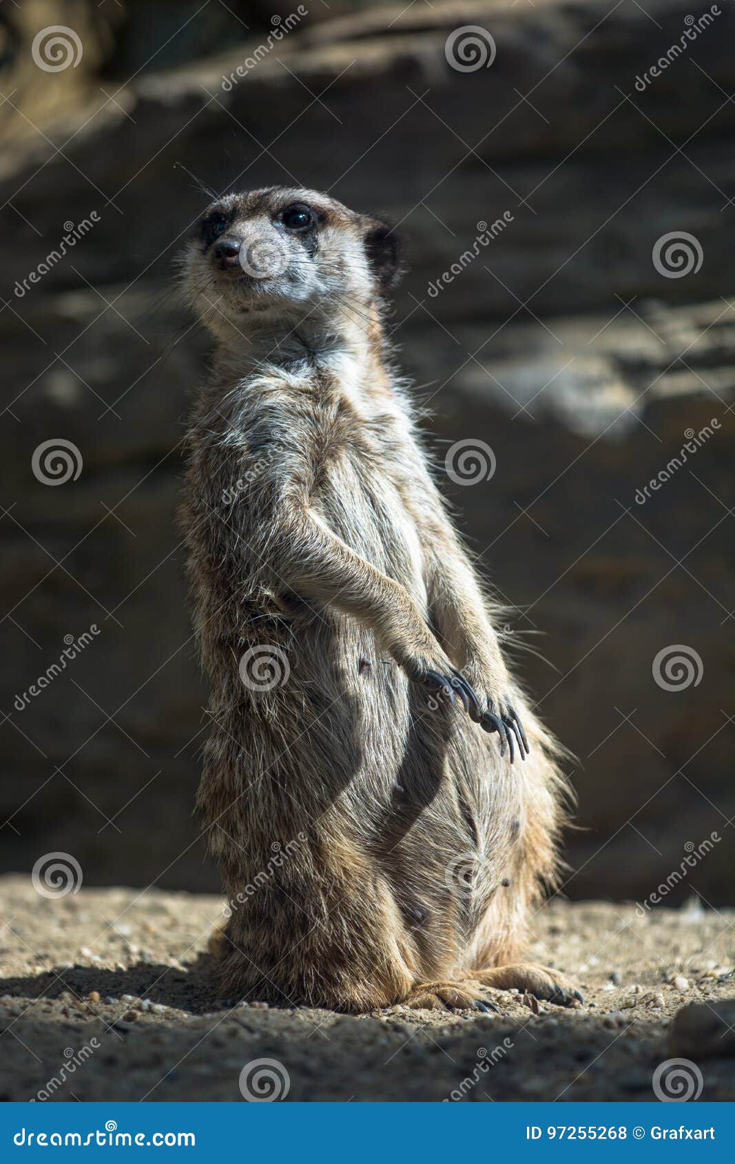 Meerkat on Guard stock photo. Image of desert, animal - 97255268