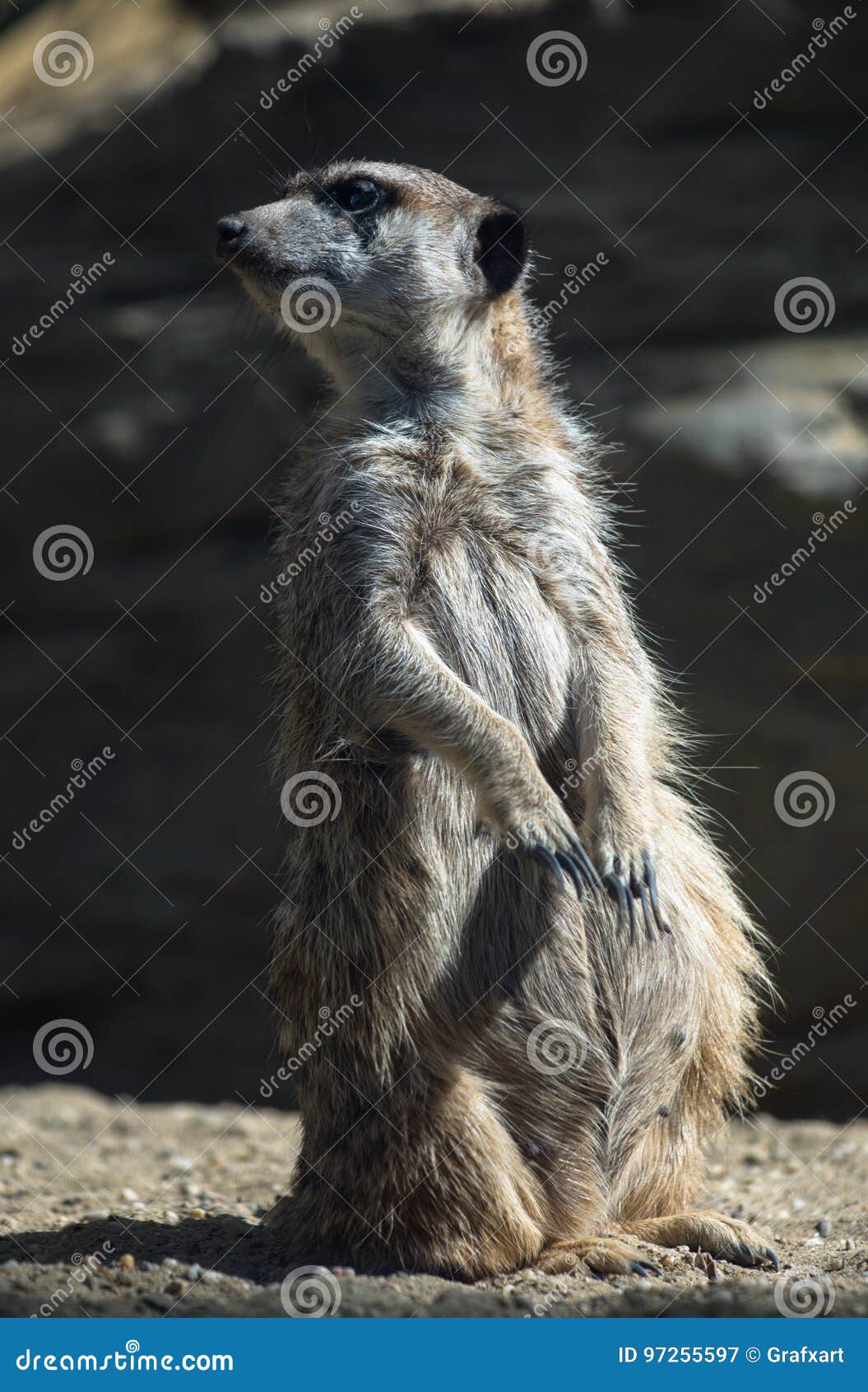 Meerkat on Guard stock image. Image of look, nails, curiosity - 97255597