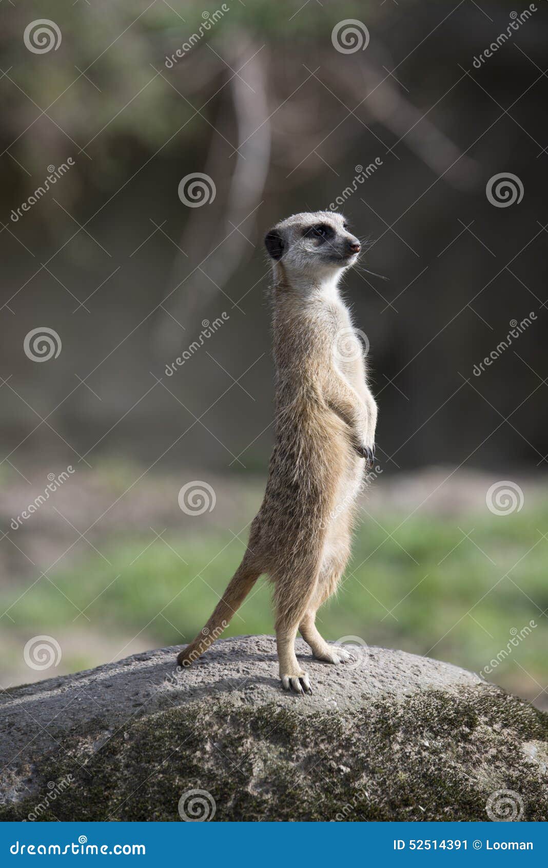 Meerkat on guard stock image. Image of africa, cute, upright - 52514391