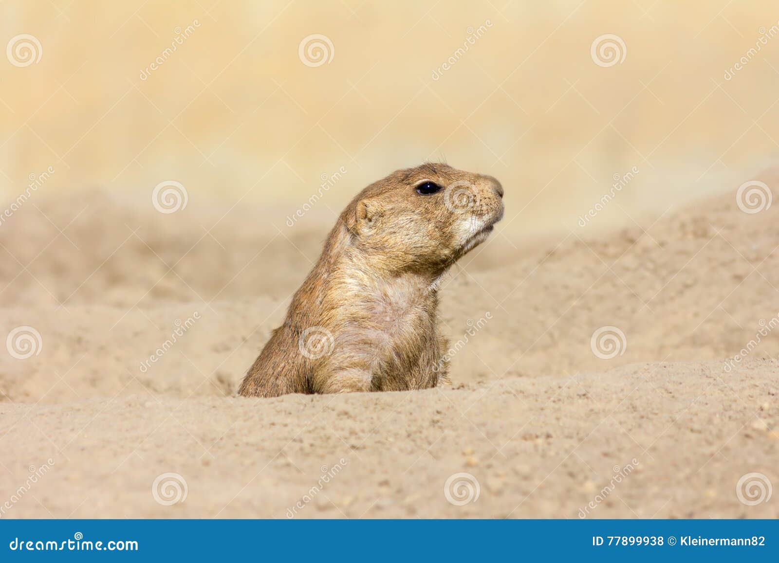 Meerkat Guarded Entrance Cave Stock Photo - Image of nature, upright ...