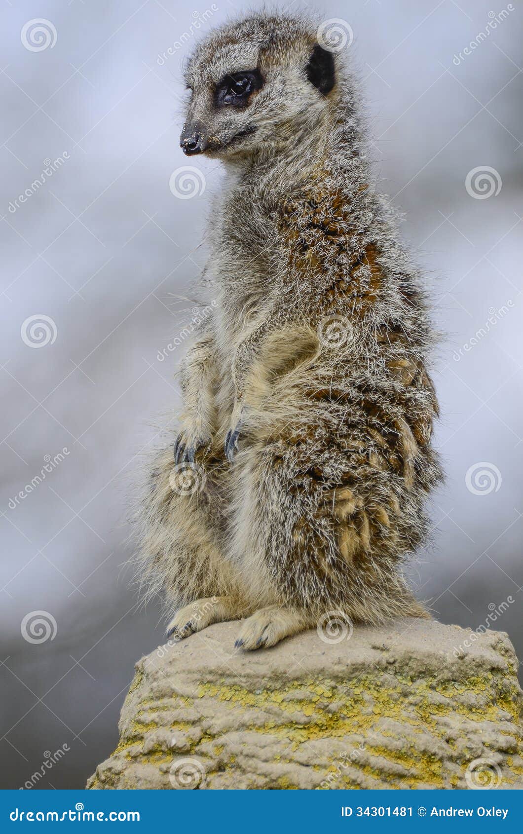 Meerkat guarding stock image. Image of meerkat, looking - 34301481