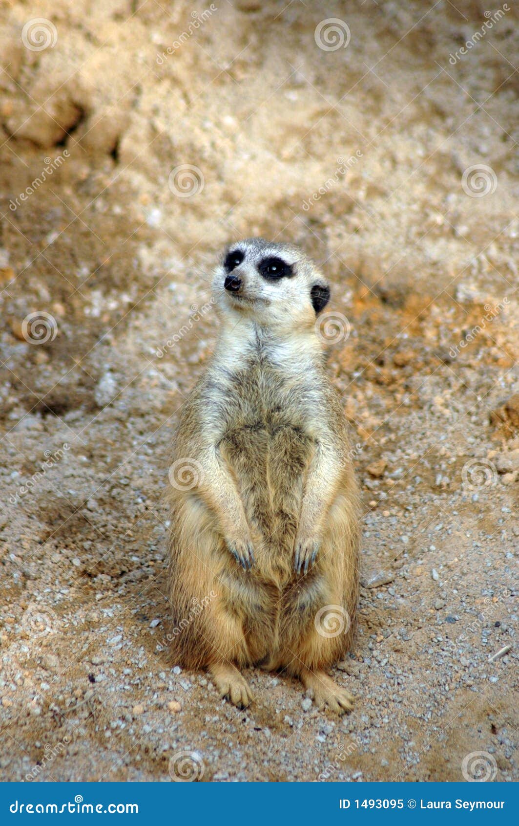 Meerkat in habitat stock image. Image of rodents, rodent - 1493095