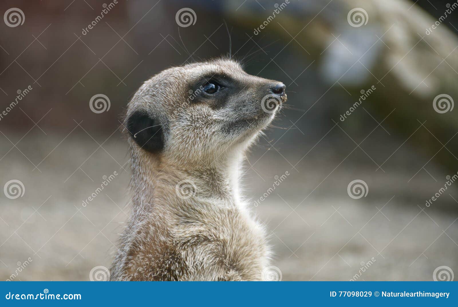 Meerkat Side Profile Royalty-Free Stock Image | CartoonDealer.com ...