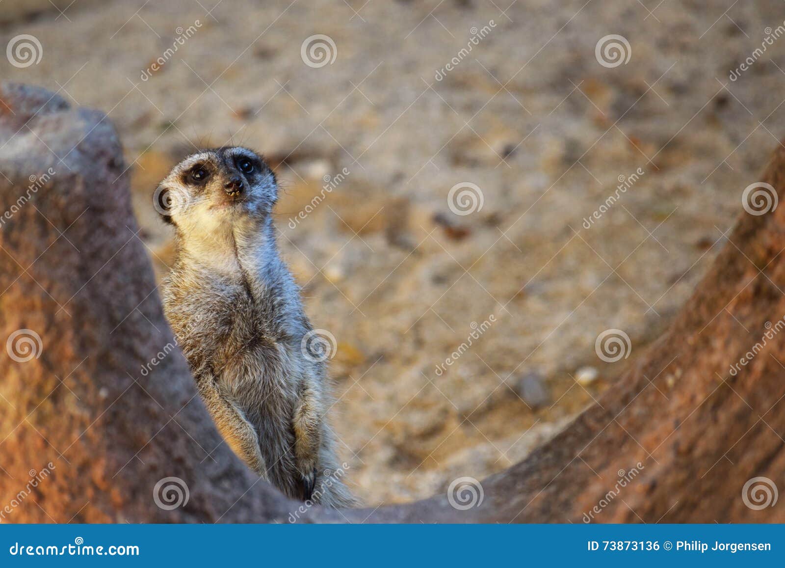 Meerkat Hiding stock photo. Image of suricate, head, african - 73873136