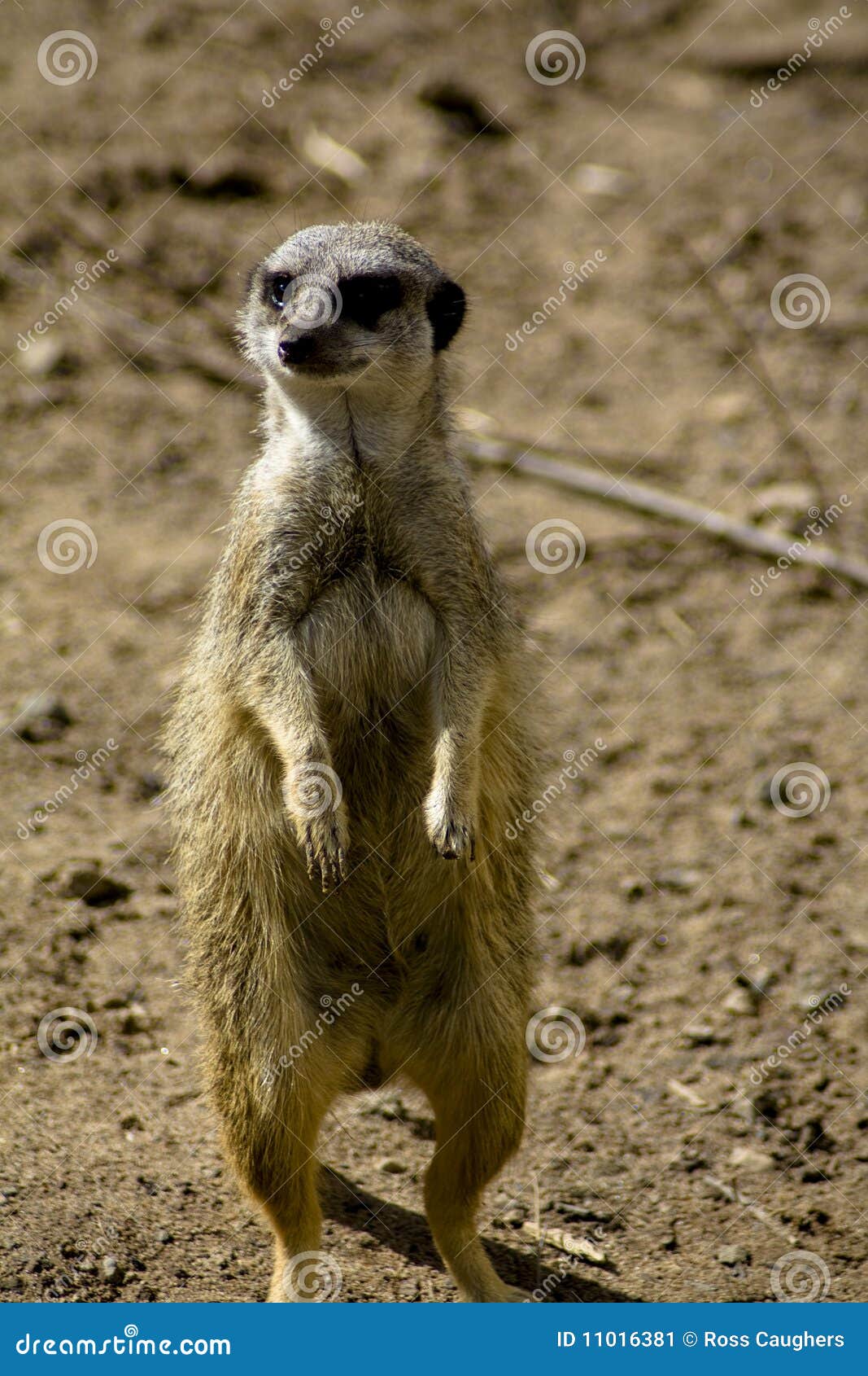 Meerkat on hind legs stock image. Image of mongoose, wildlife - 11016381