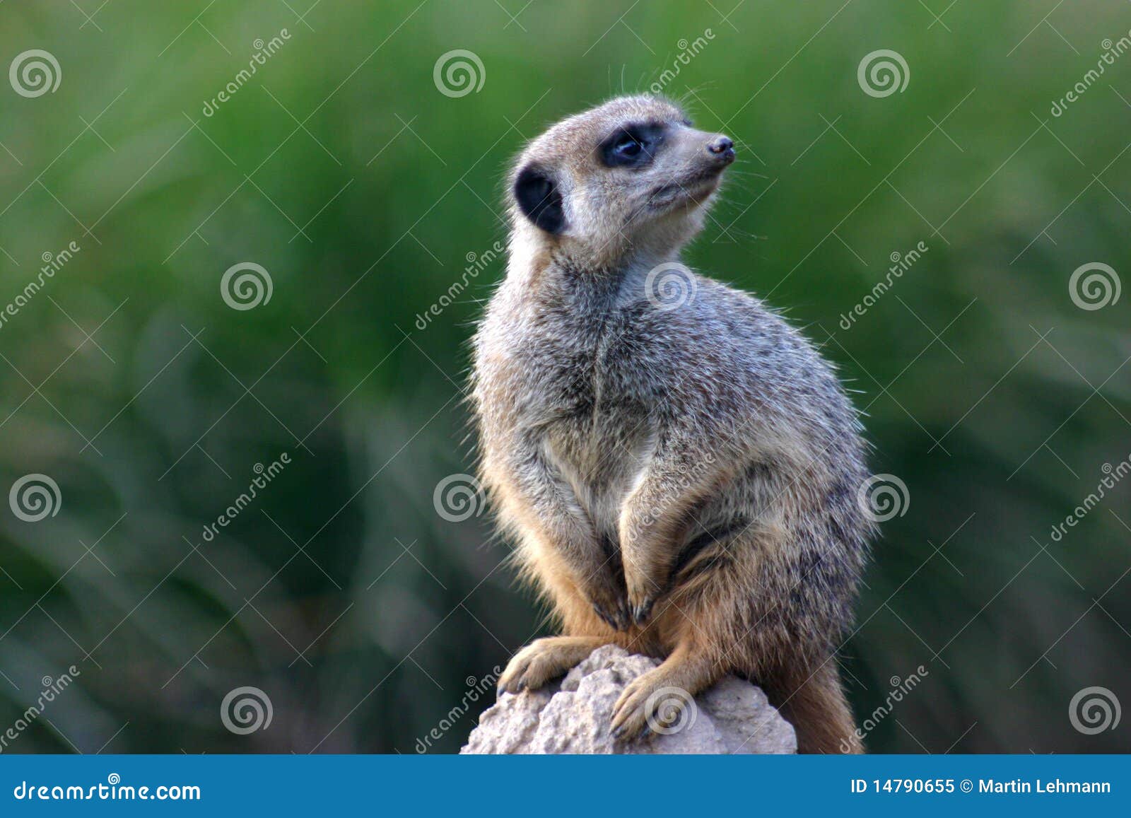 Meerkat on his watch stock image. Image of eyes, rock - 14790655