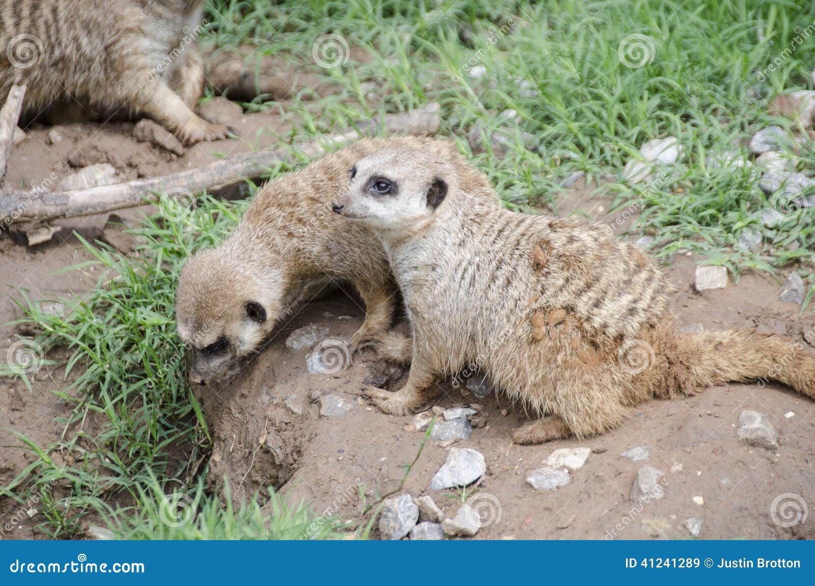 Meerkat stock image. Image of paws, standing, enclosure - 41241289