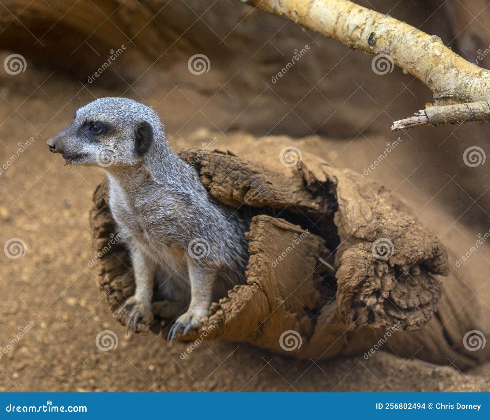 Meerkat stock photo. Image of animal, meerkats, beauty - 256802494