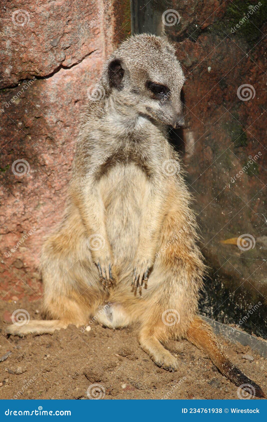 Meerkat in Its Natural Habitat Stock Photo - Image of sunny, habitat ...