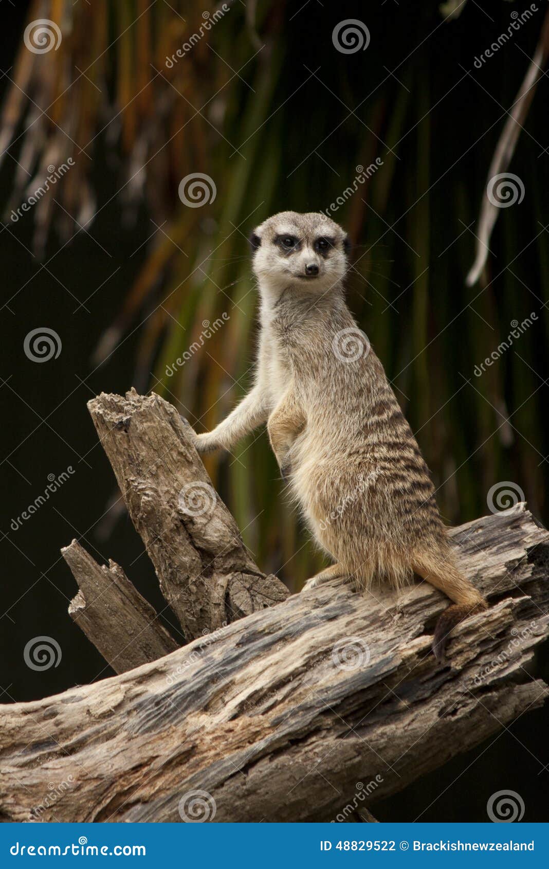Meerkat stock photo. Image of healthy, meal, close, brown - 48829522