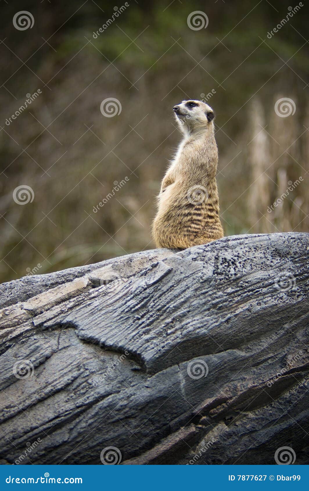Meerkat Keeps Watch stock image. Image of rodent, adorable - 7877627