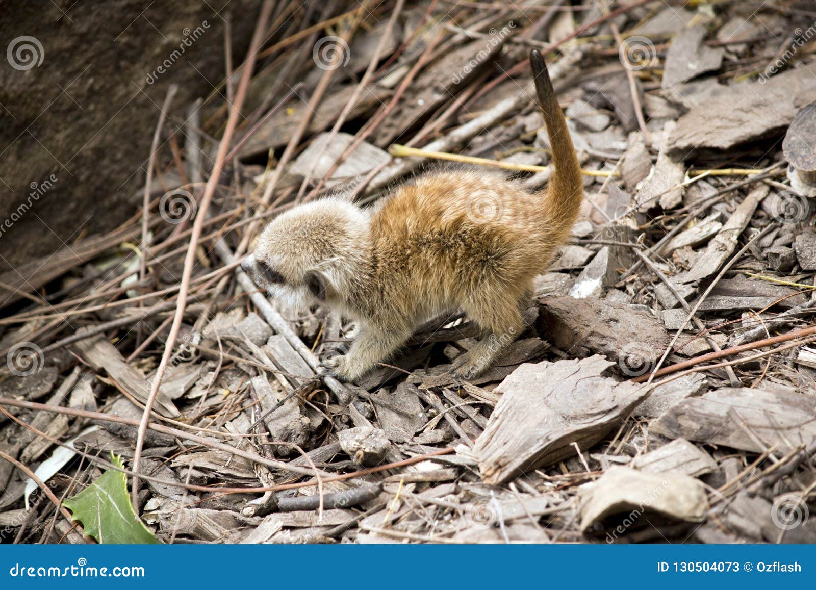 The meerkat kit stock image. Image of claws, animal - 130504073