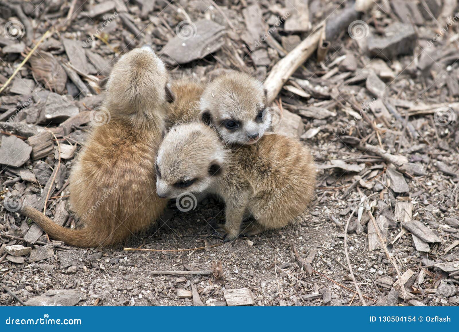 Meerkat kits in a group stock photo. Image of meerkat - 130504154