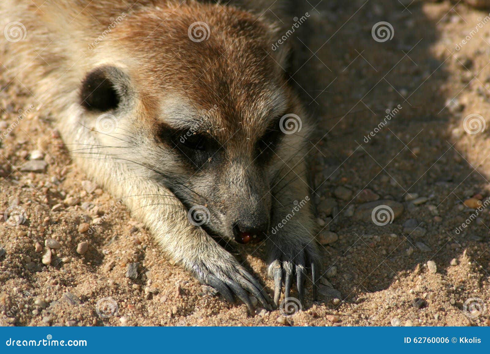 Meerkat stock photo. Image of laying, mammal, sand, suricata - 62760006
