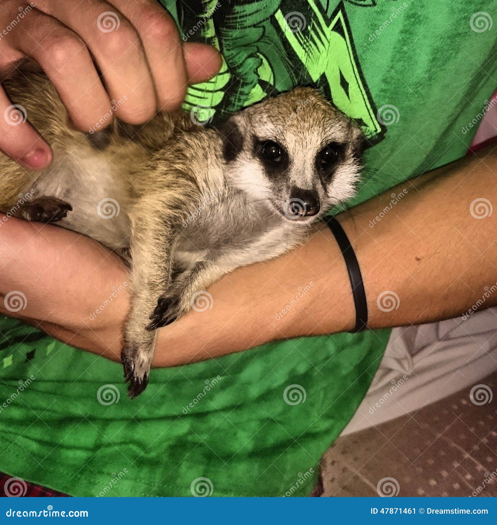 Meerkat stock image. Image of sleepy, lazy, cute, meerkat - 47871461