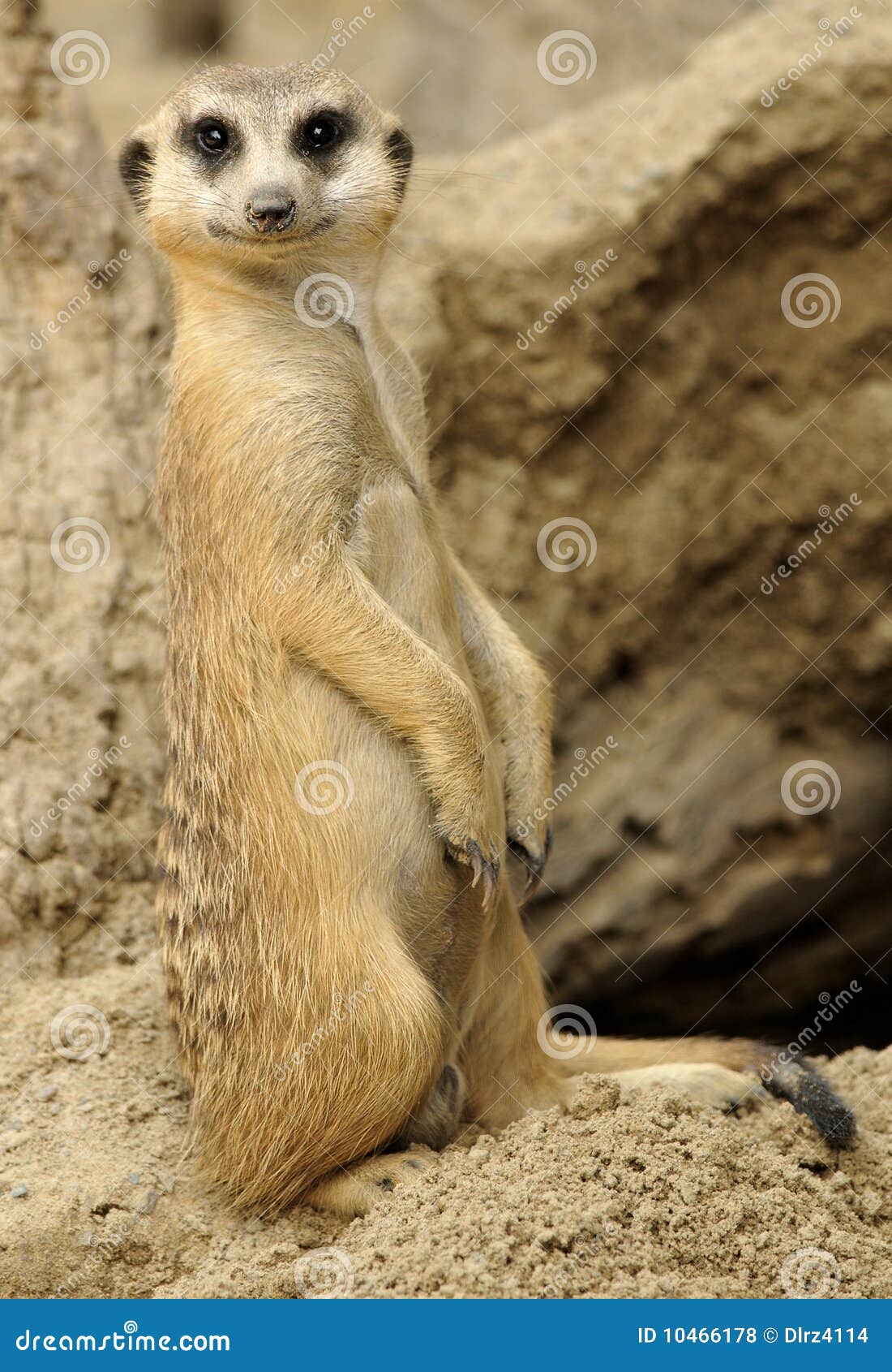Meerkat Looking stock photo. Image of suricate, desert - 10466178