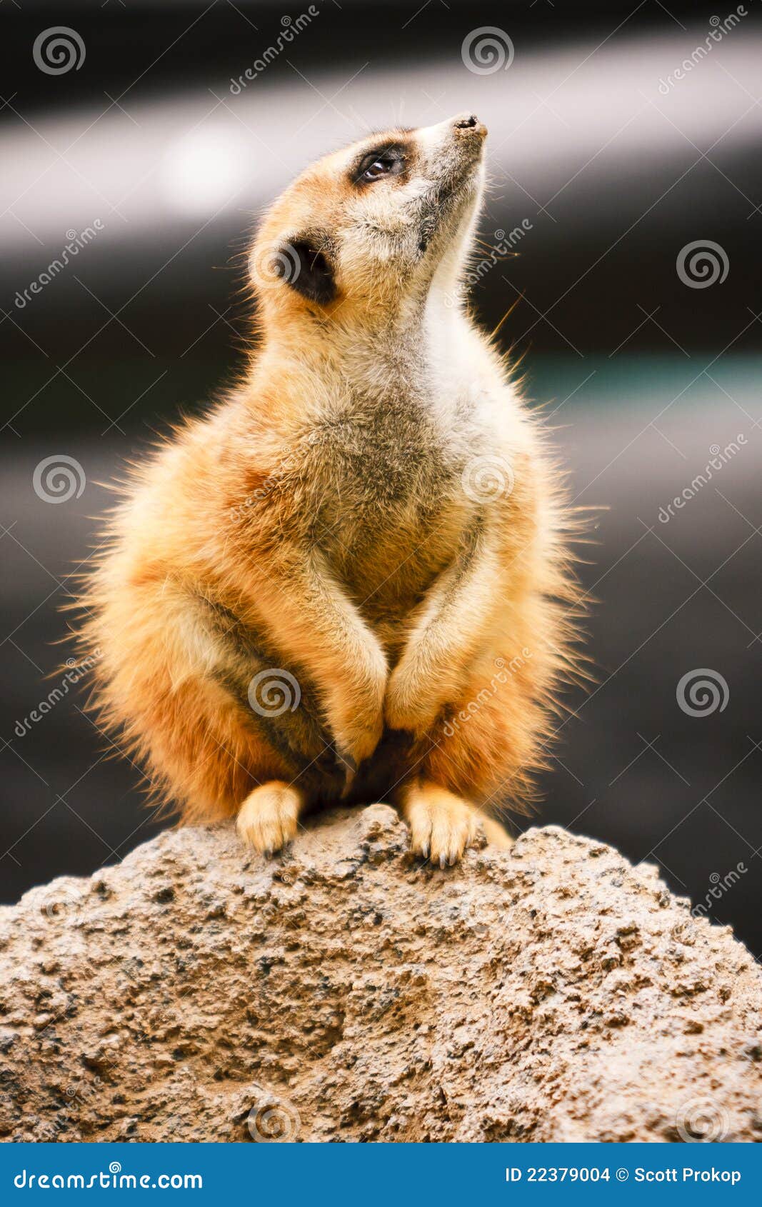 Meerkat Looking Around stock photo. Image of upright - 22379004