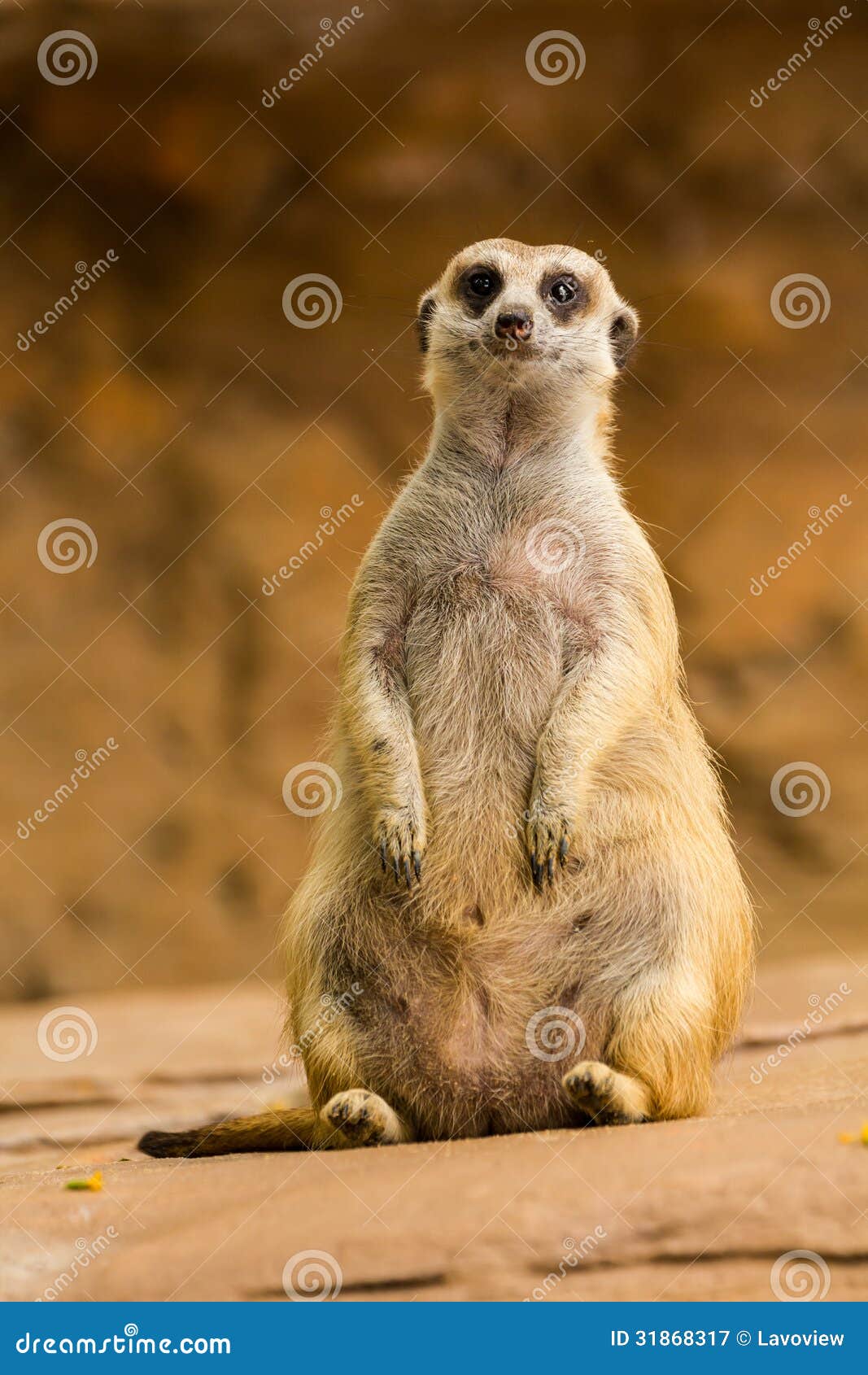 Meerkat stock image. Image of carnivore, animals, zoology - 31868317