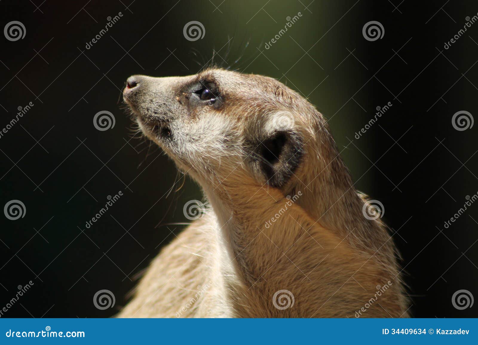 Meerkat stock photo. Image of packs, rodent, plains, wildlife - 34409634