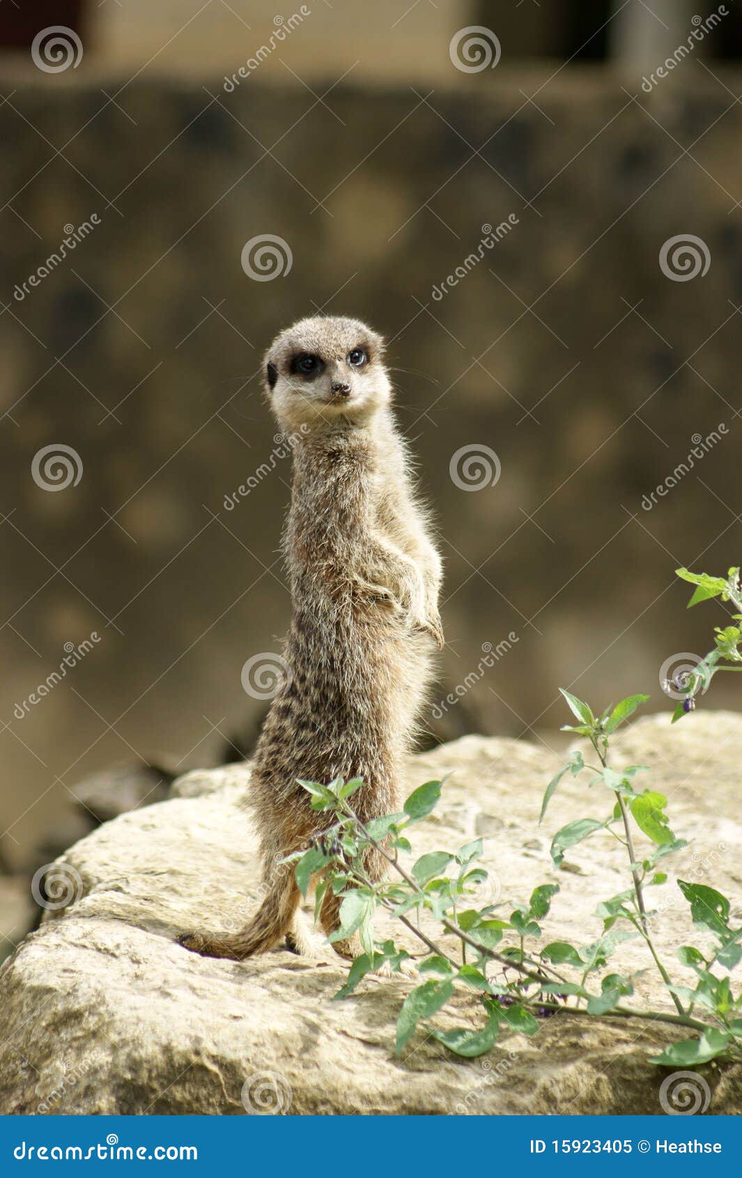 Meerkat looking at camera stock image. Image of face - 15923405