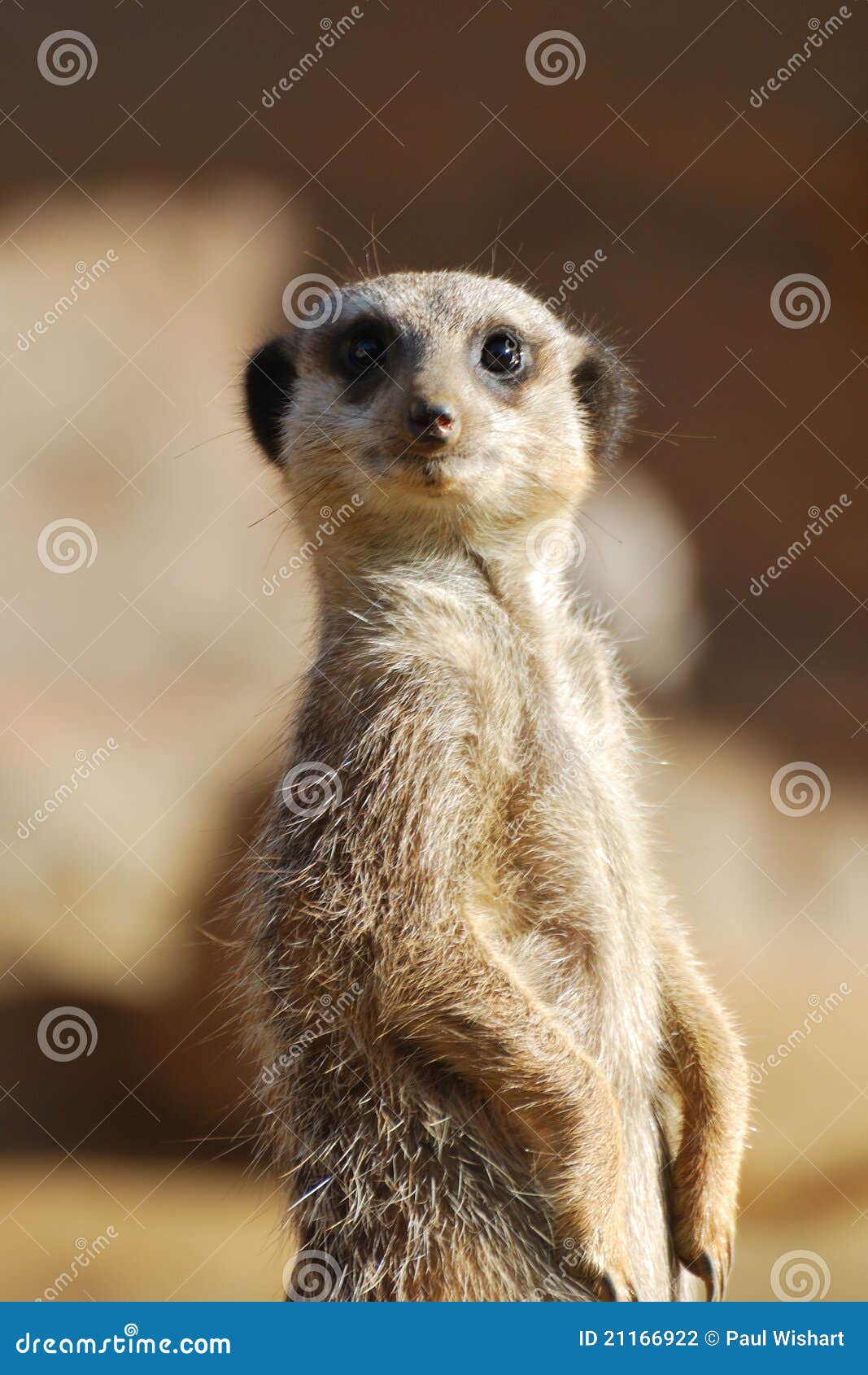Meerkat looking at camera stock photo. Image of meerkat - 21166922