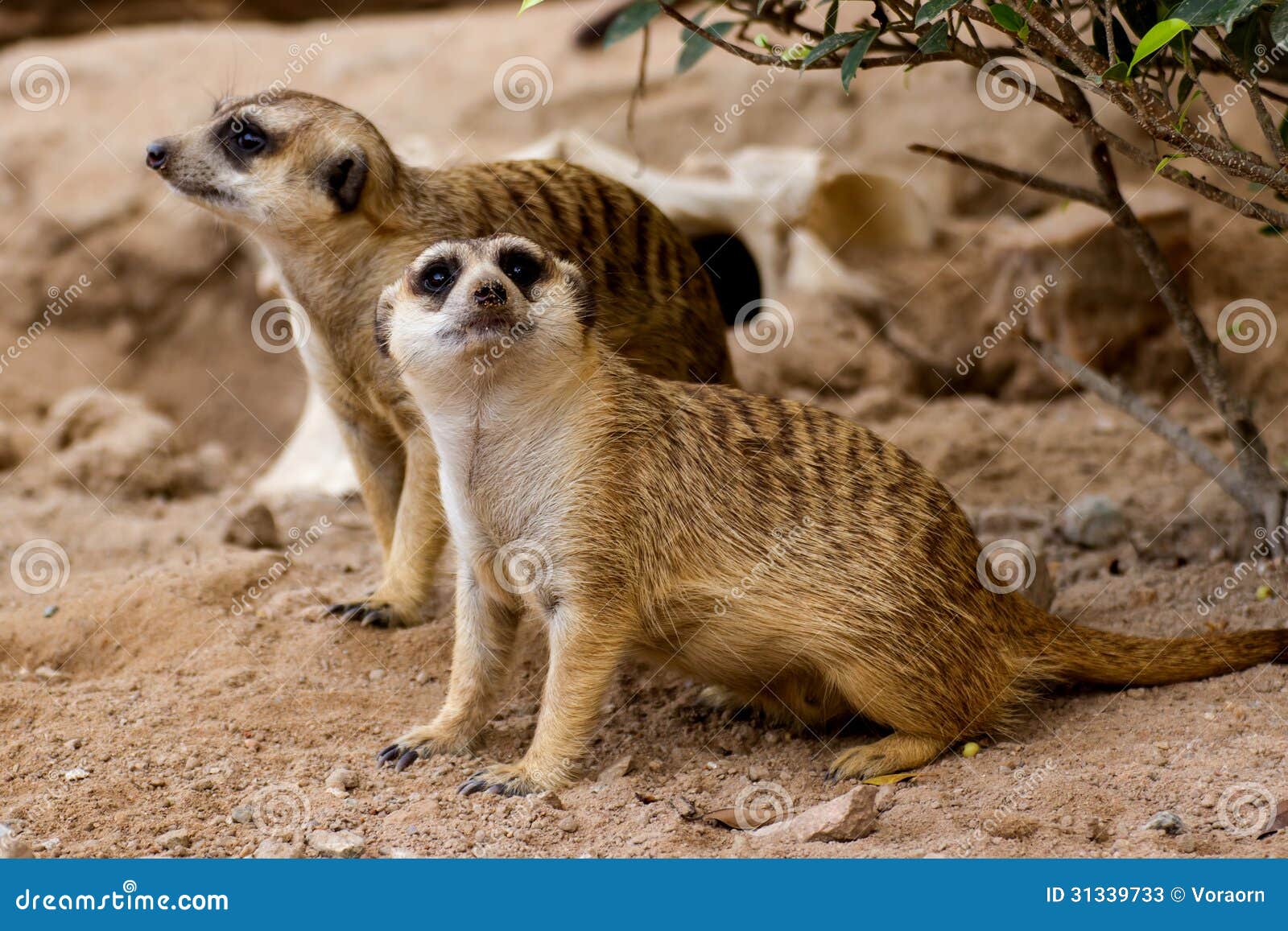 Meerkat stock image. Image of animals, standing, looking - 31339733