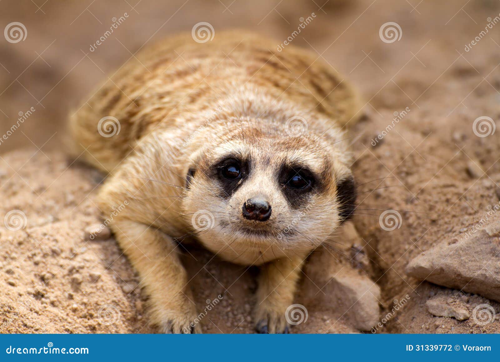 Meerkat stock photo. Image of vertebrate, wild, animals - 31339772
