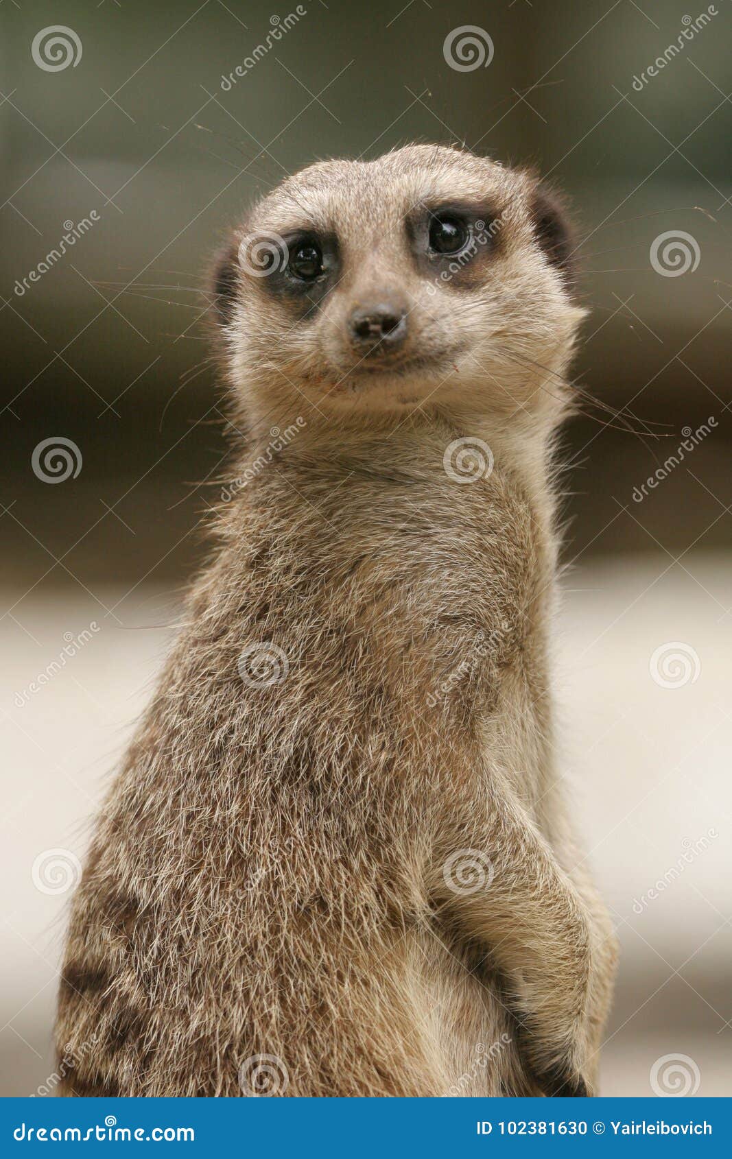 Meerkat stock photo. Image of furry, suricata, looking - 102381630