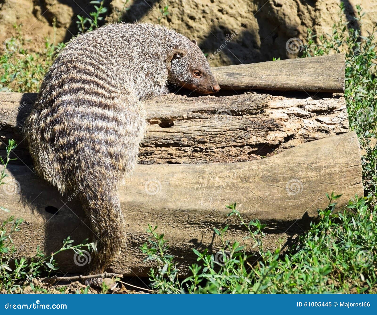 Meerkat stock image. Image of food, looking, africa, camera - 61005445