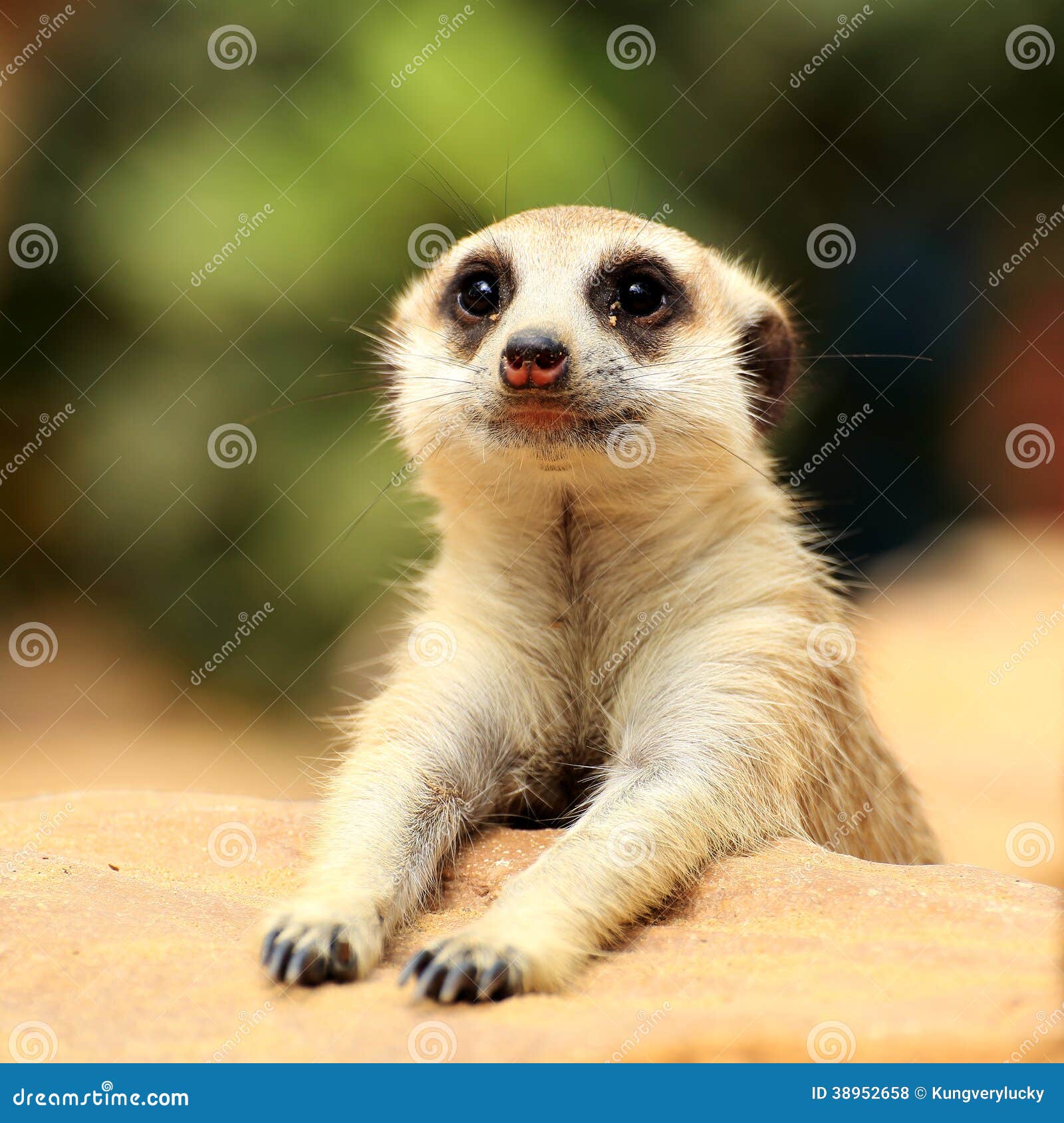 Meerkat looking stock photo. Image of nature, creature - 38952658