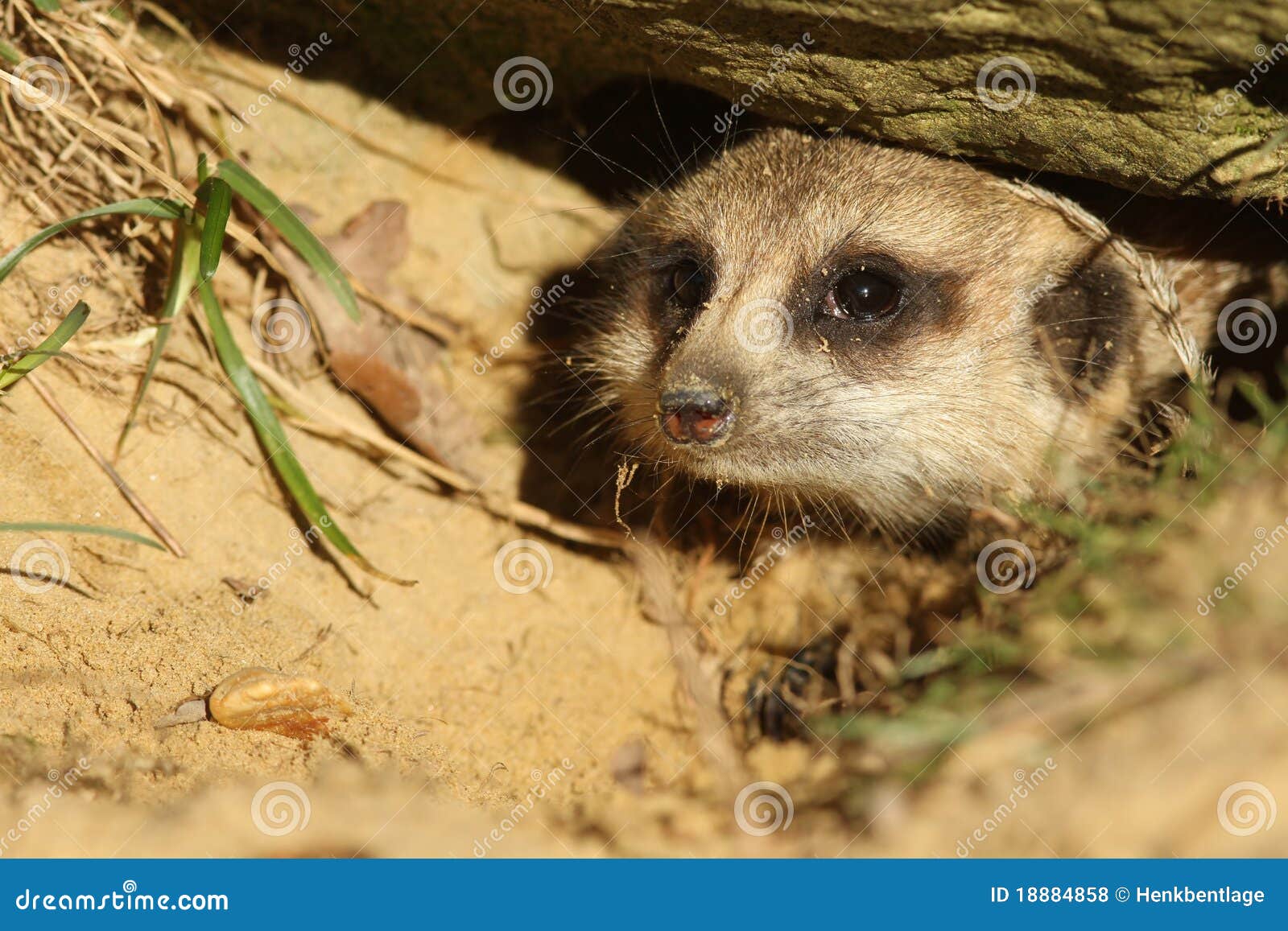 Meerkat Looking Out of Its Burrow Stock Photo - Image of burrow, mammal ...