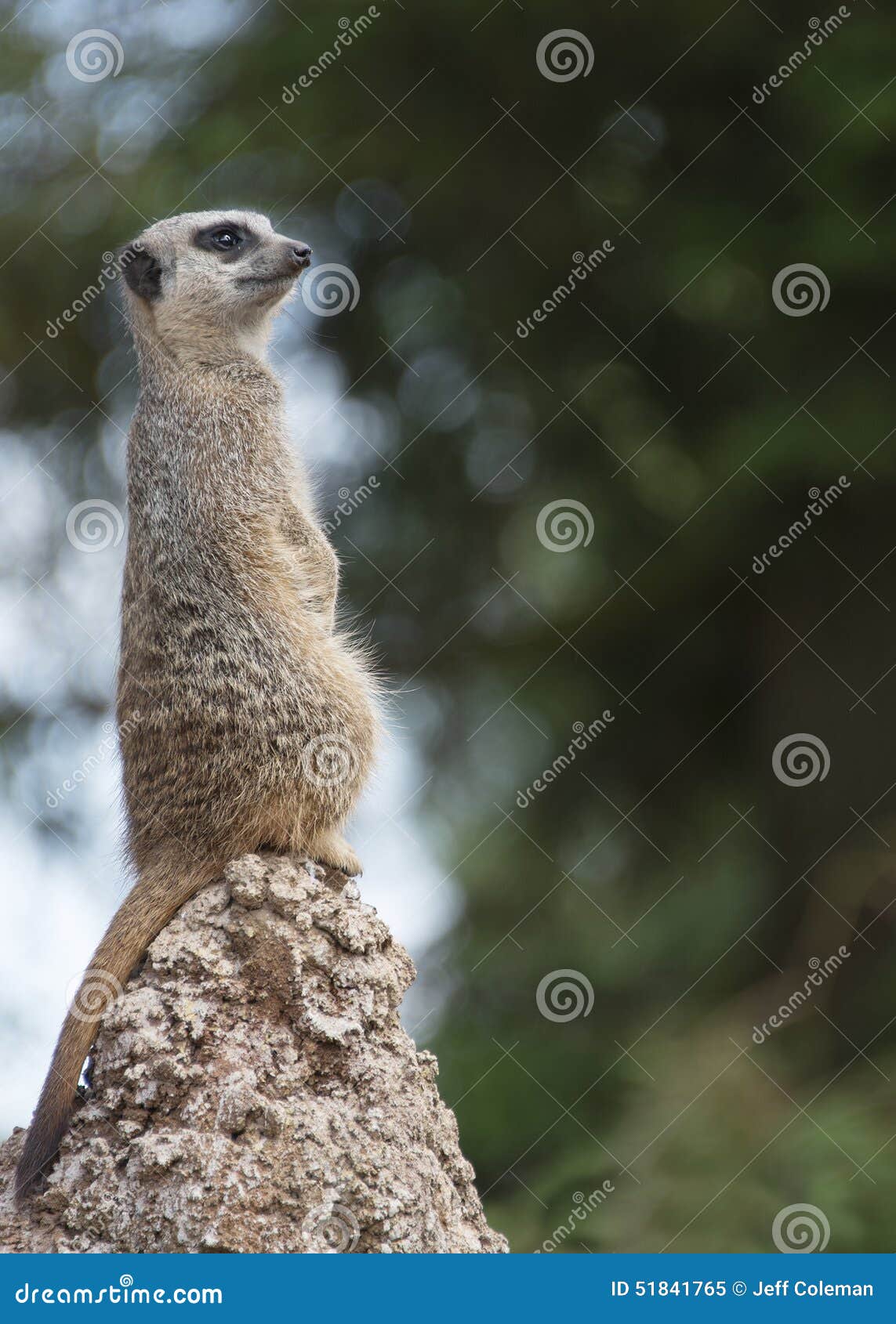 Meerkat stock image. Image of animal, looking, cute, mammal - 51841765