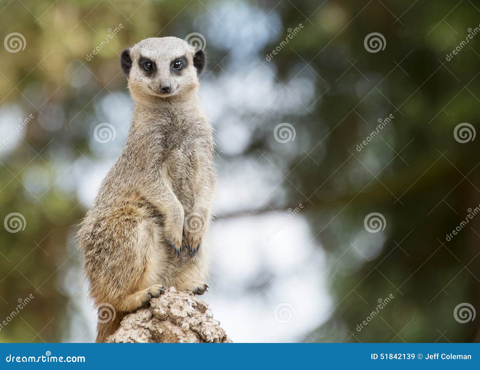 Meerkat stock image. Image of smile, cute, animal, organism - 51842139